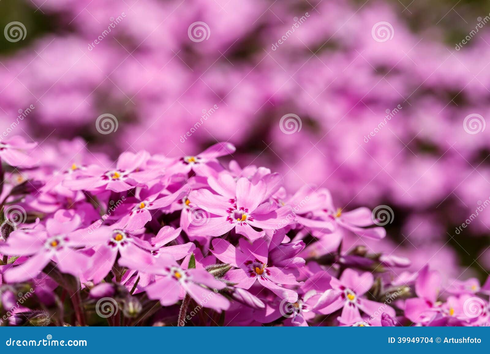 Pink Flowers Background or Backdrop Stock Photo - Image of flower ...