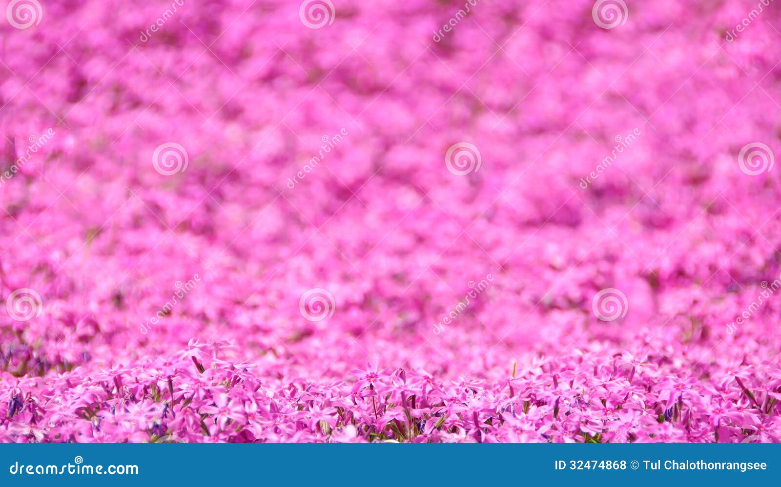 Pink flowers background stock photo. Image of fresh, color - 32474868