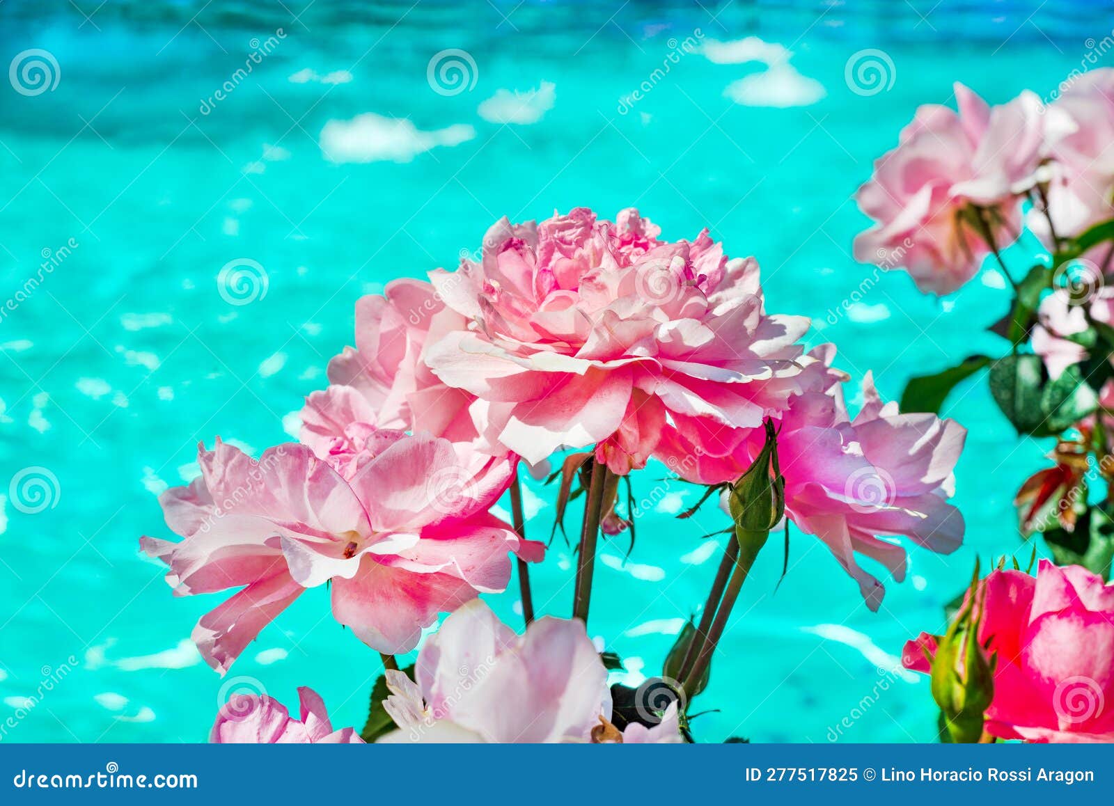 Pink Flowers with a Background of Water Stock Image - Image of water ...