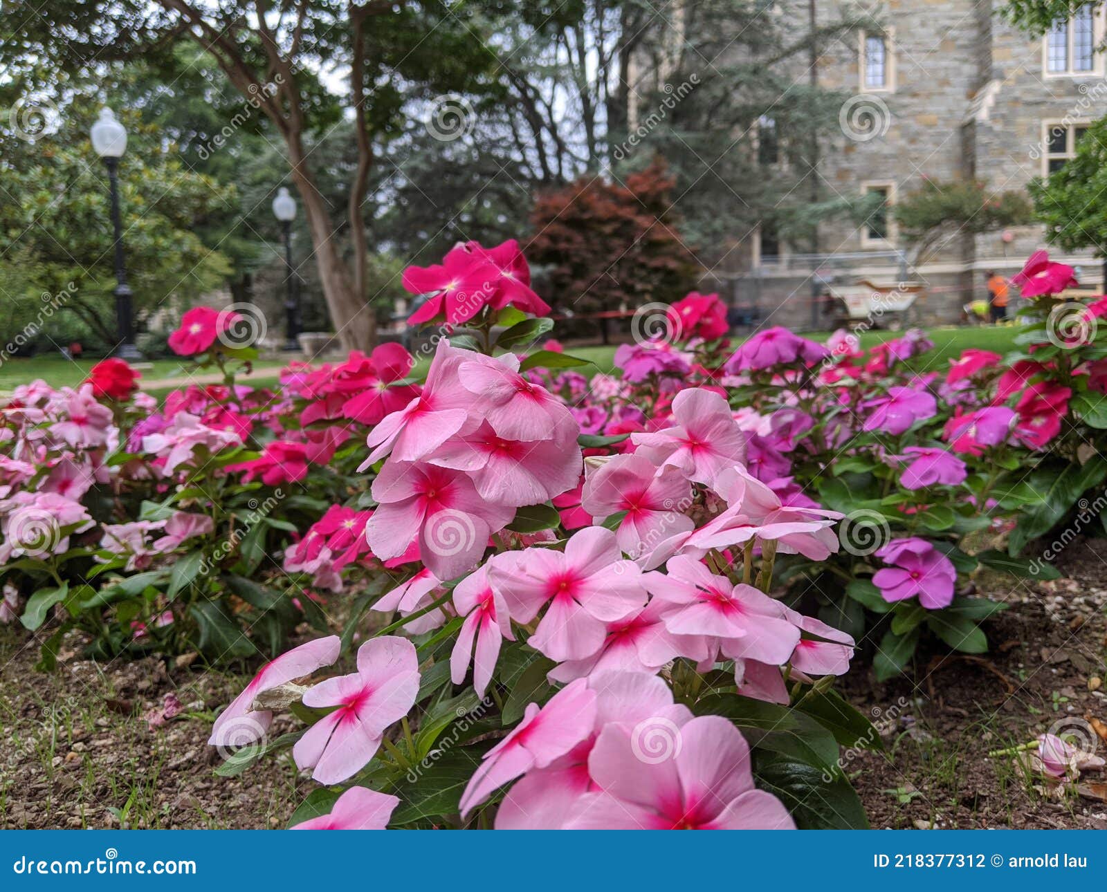 Pink flowers in backyard stock photo. Image of garden - 218377312