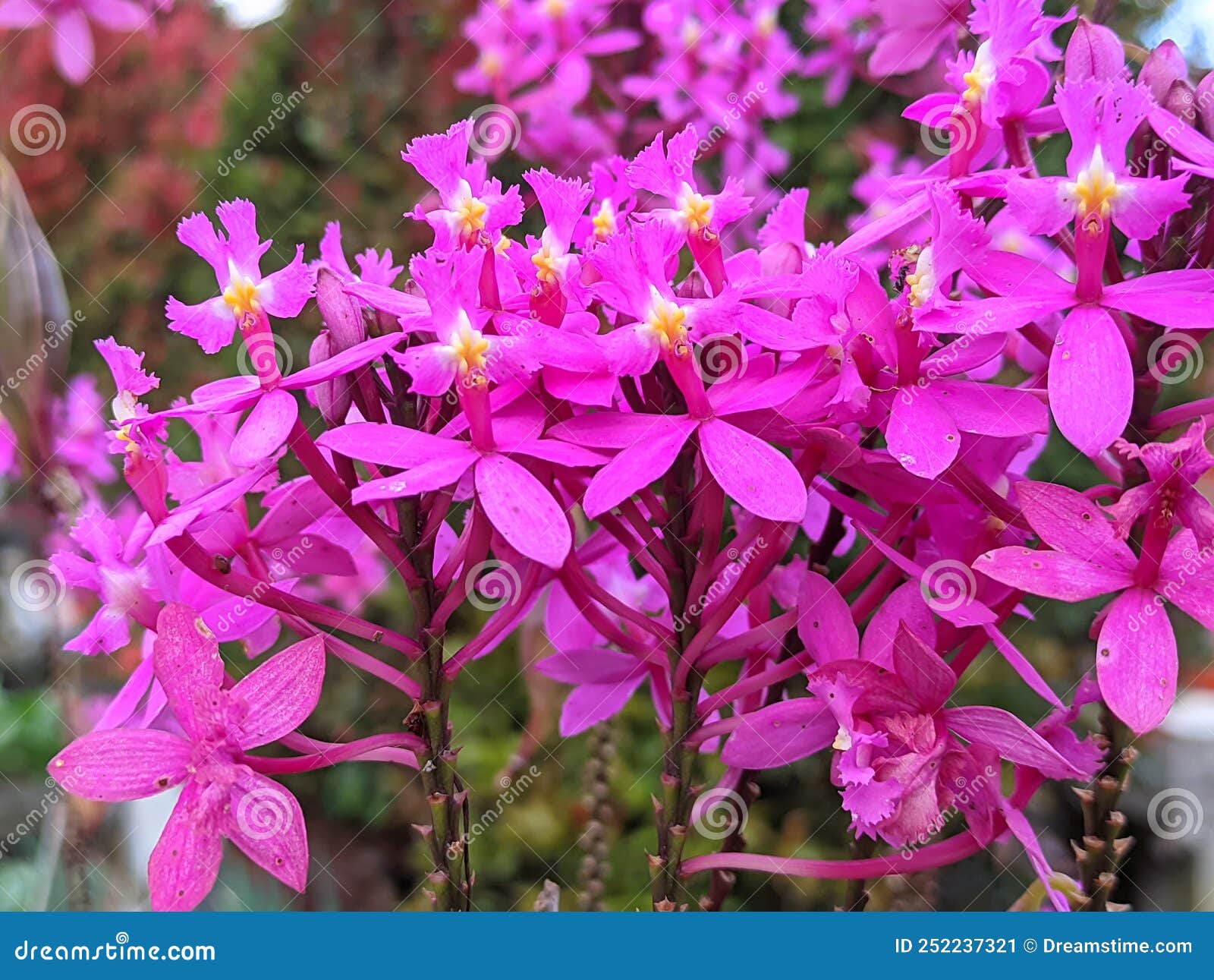 Pink Flowers in the Backyard Stock Image - Image of pink, backyard ...