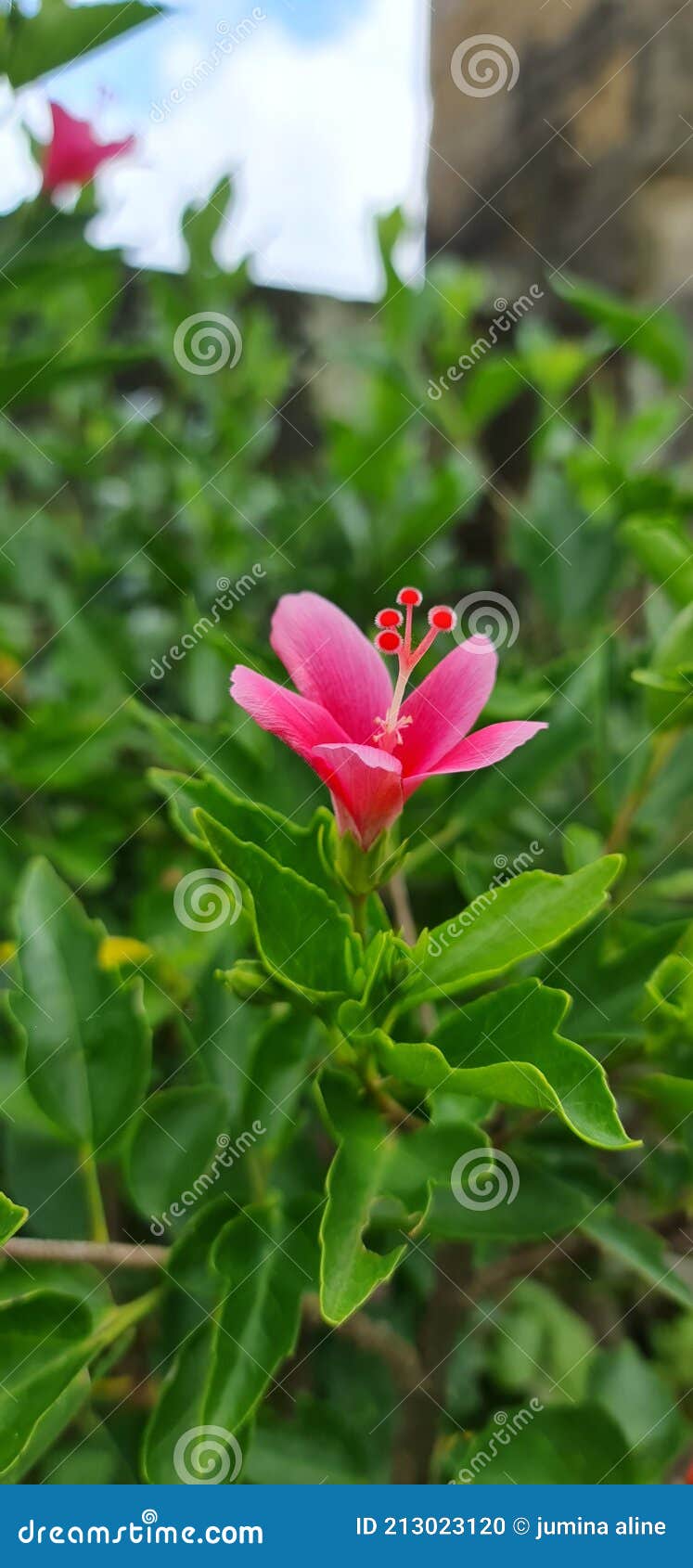 Pink Flowers in Bali that Catching My Eyes Stock Photo - Image of pink ...