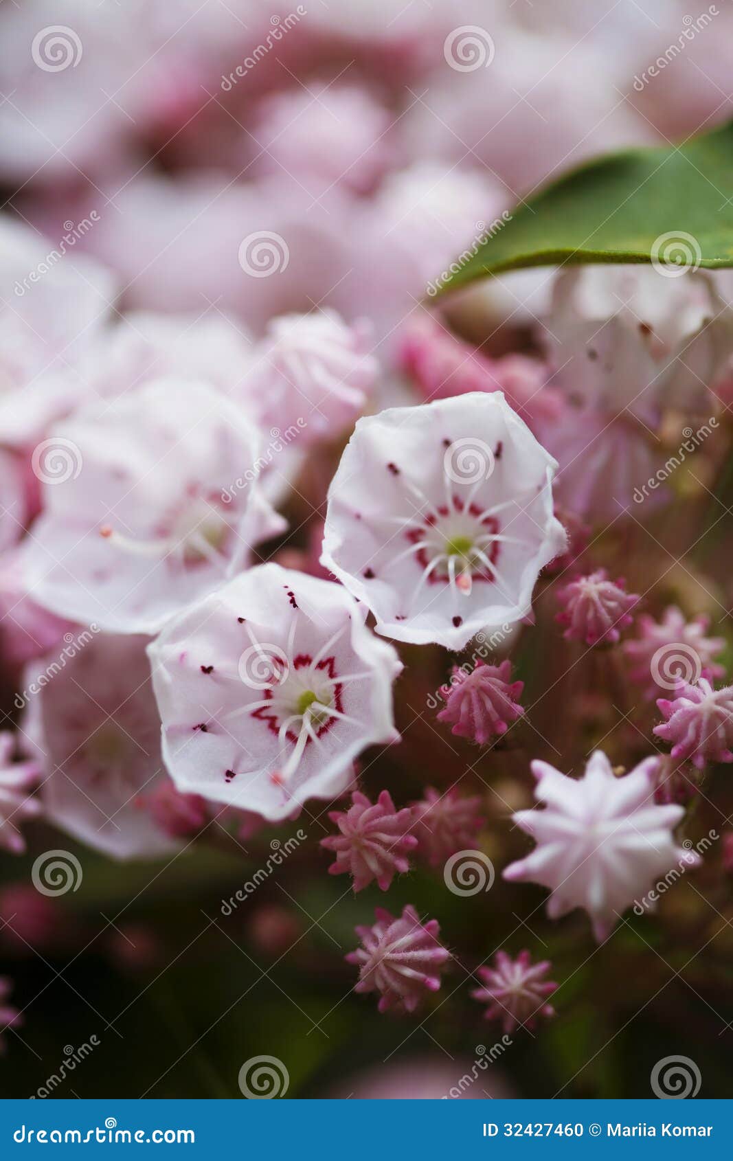 326 Pink Kalmia Stock Photos - Free & Royalty-Free Stock Photos from ...