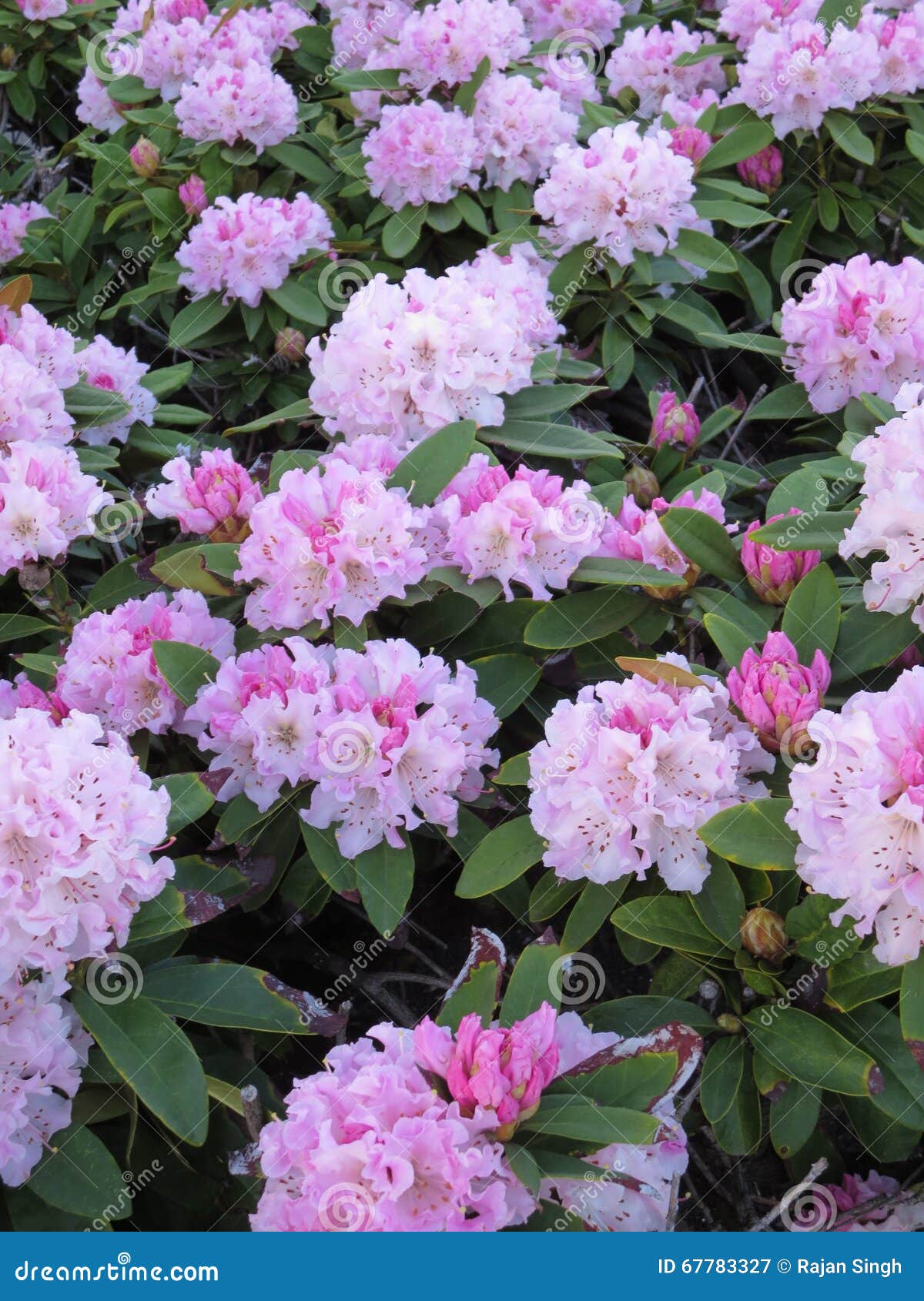 Pink flowers stock image. Image of blossom, bounch, nature - 67783327