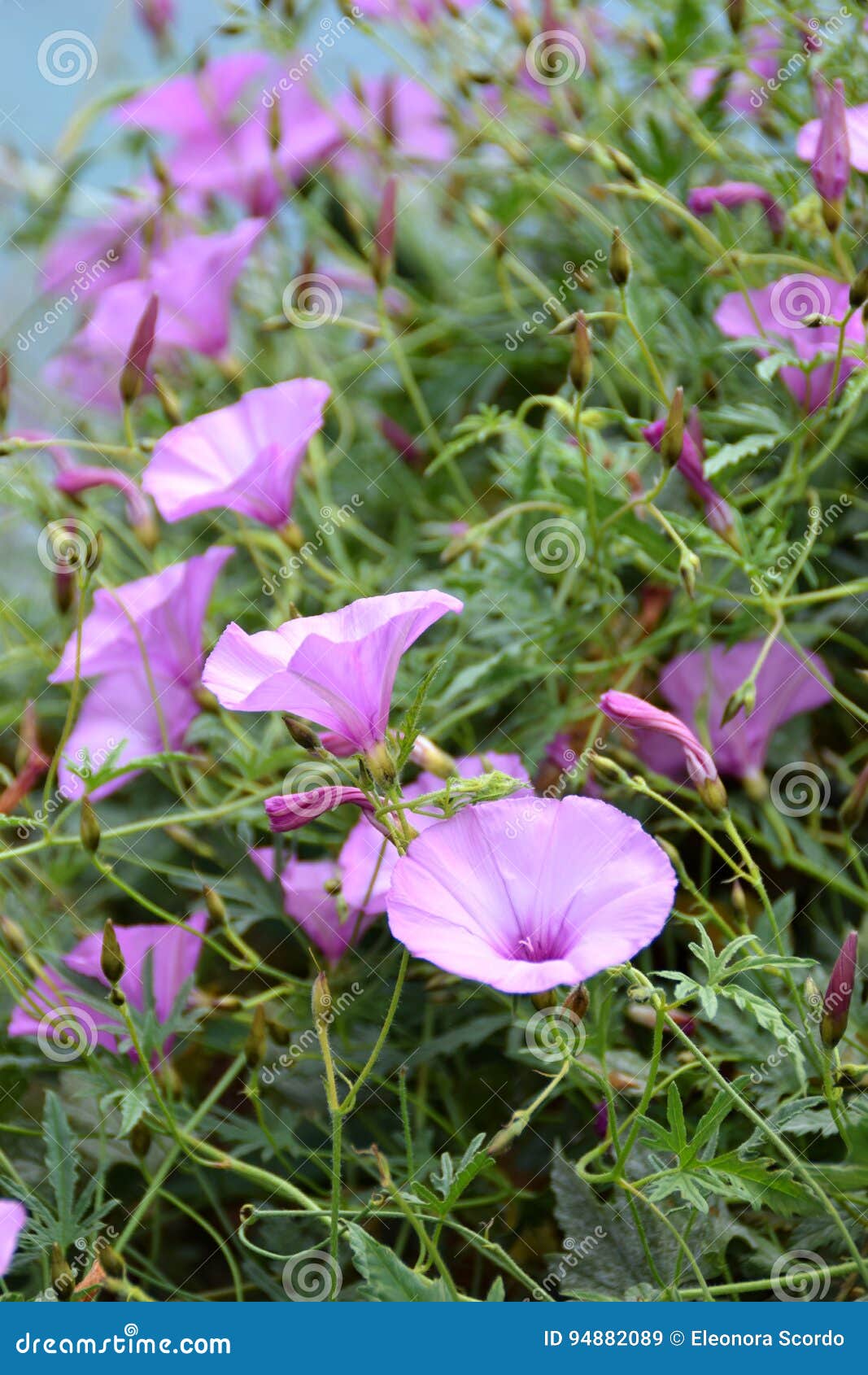 Pink flowers of bindweed stock image. Image of plant - 94882089