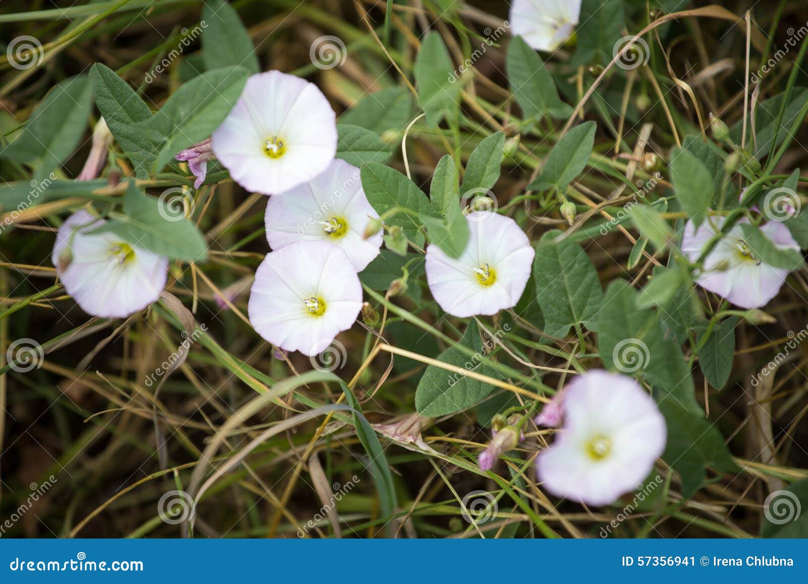 Pink flowers of bindweed stock image. Image of pasture - 57356941