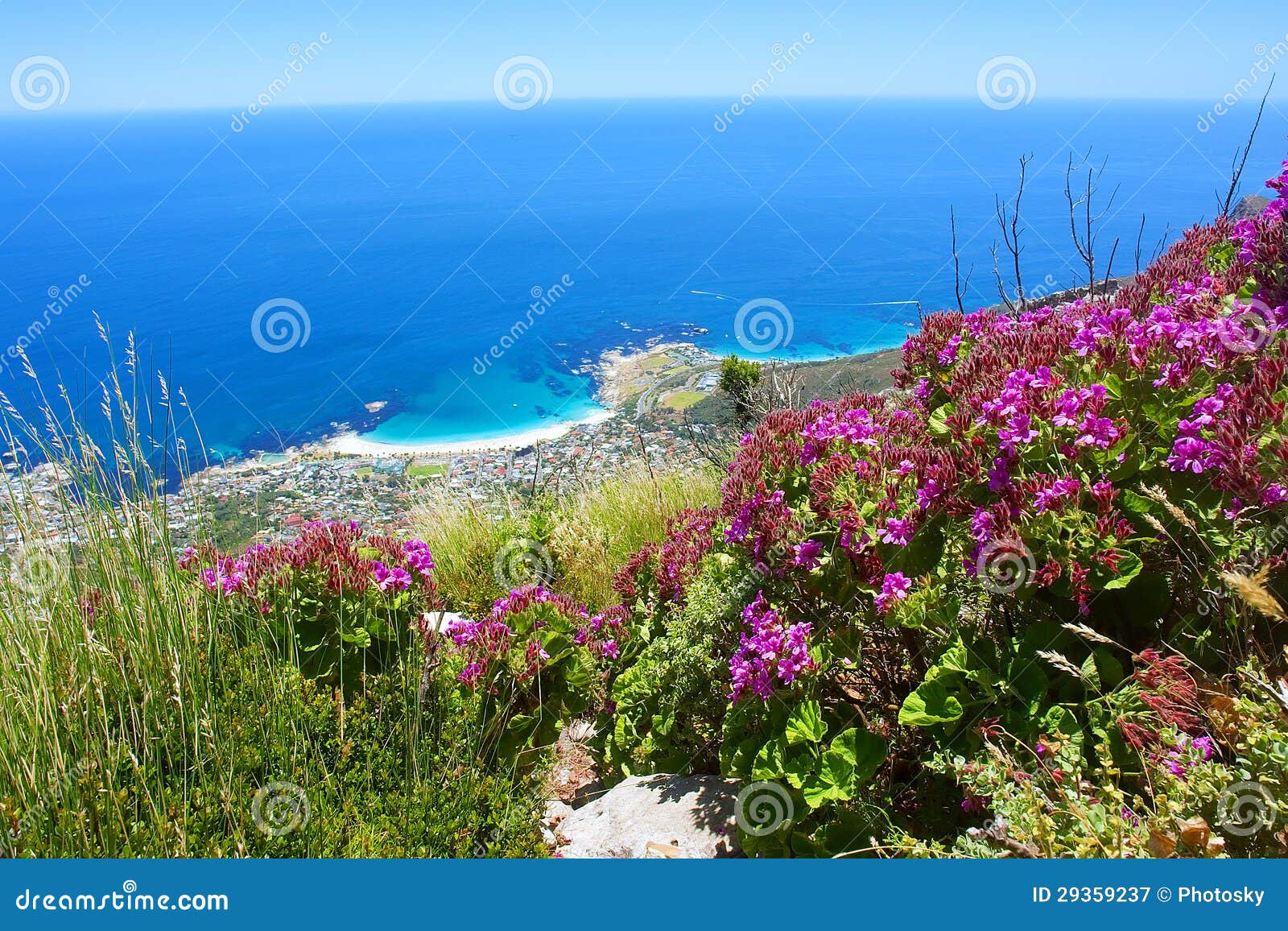 Pink Flowers and Bird-eye View at Sea Stock Image - Image of extreme ...