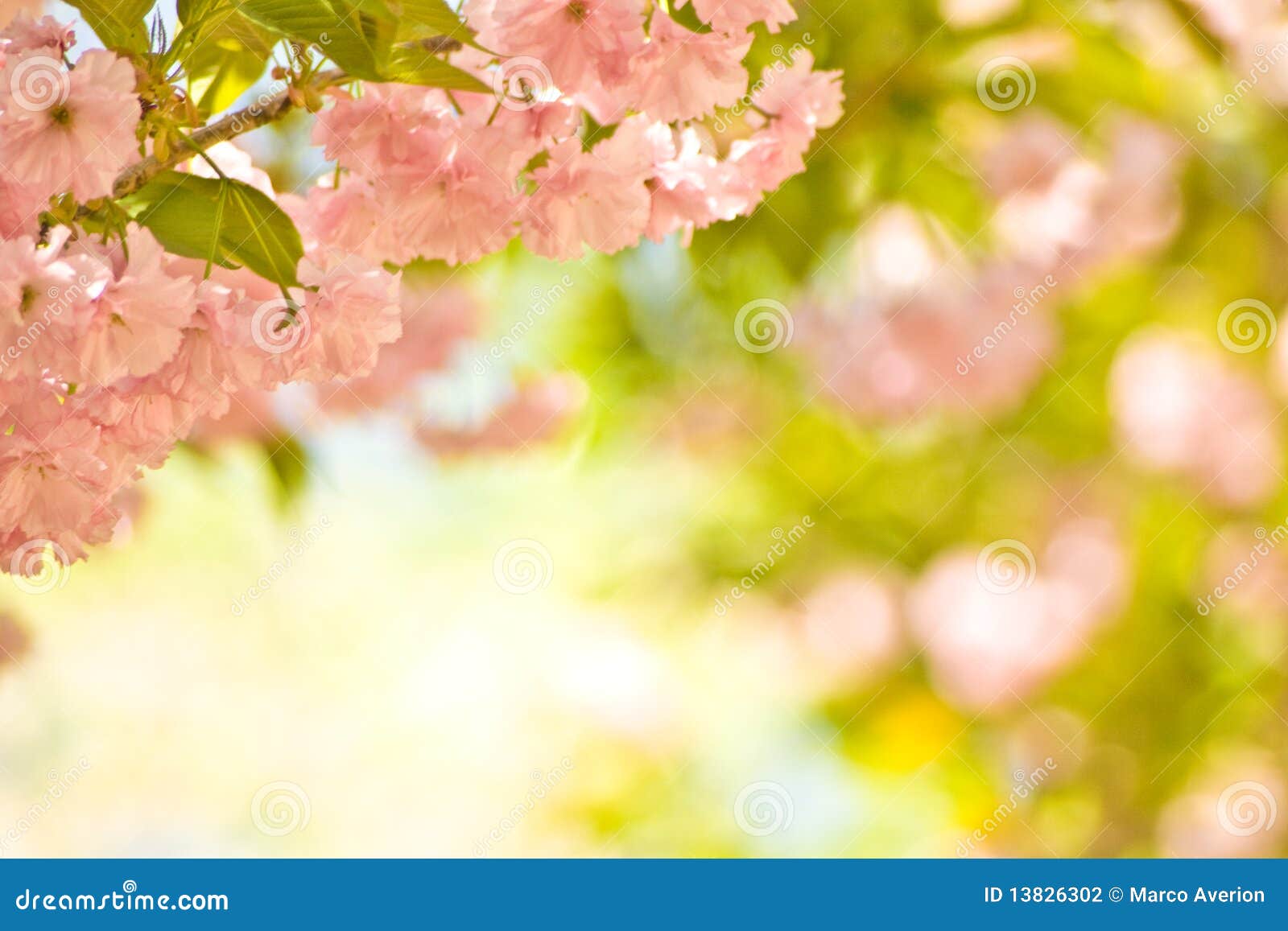 Pink Flowers in Bloom stock photo. Image of beauty, pretty - 13826302