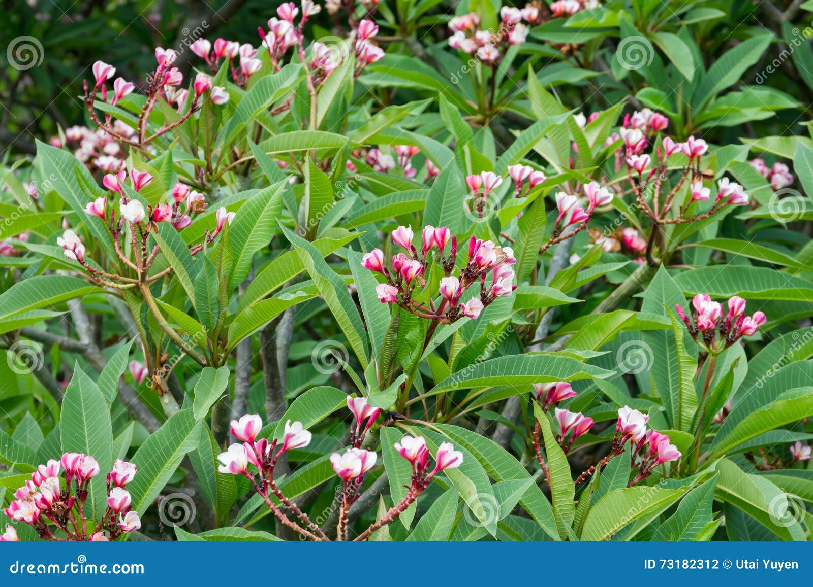 Pink Flowers Bloom on a Green Tree Stock Photo - Image of flower ...