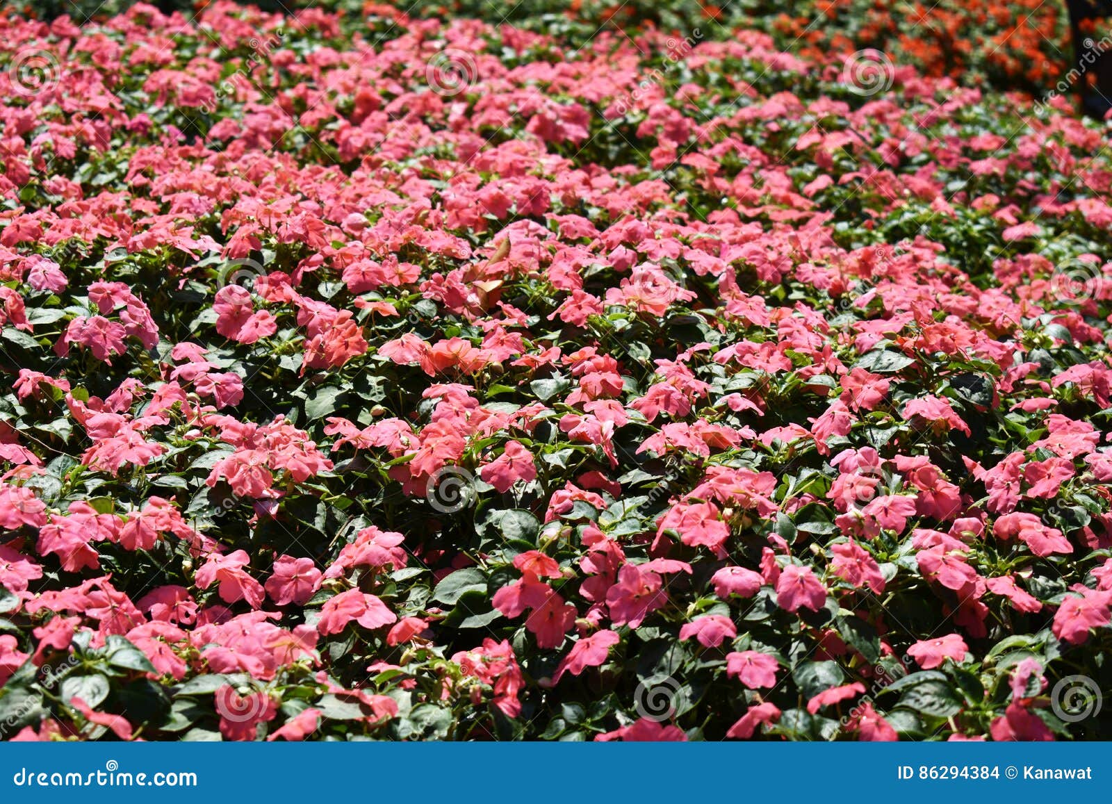Pink Flowers Bloom in the Park. Stock Photo - Image of natural ...