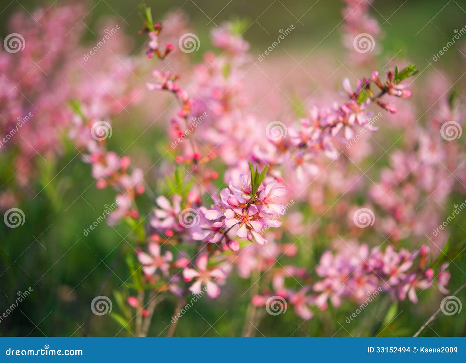 Pink flowers blooming stock photo. Image of cherry, nature - 33152494