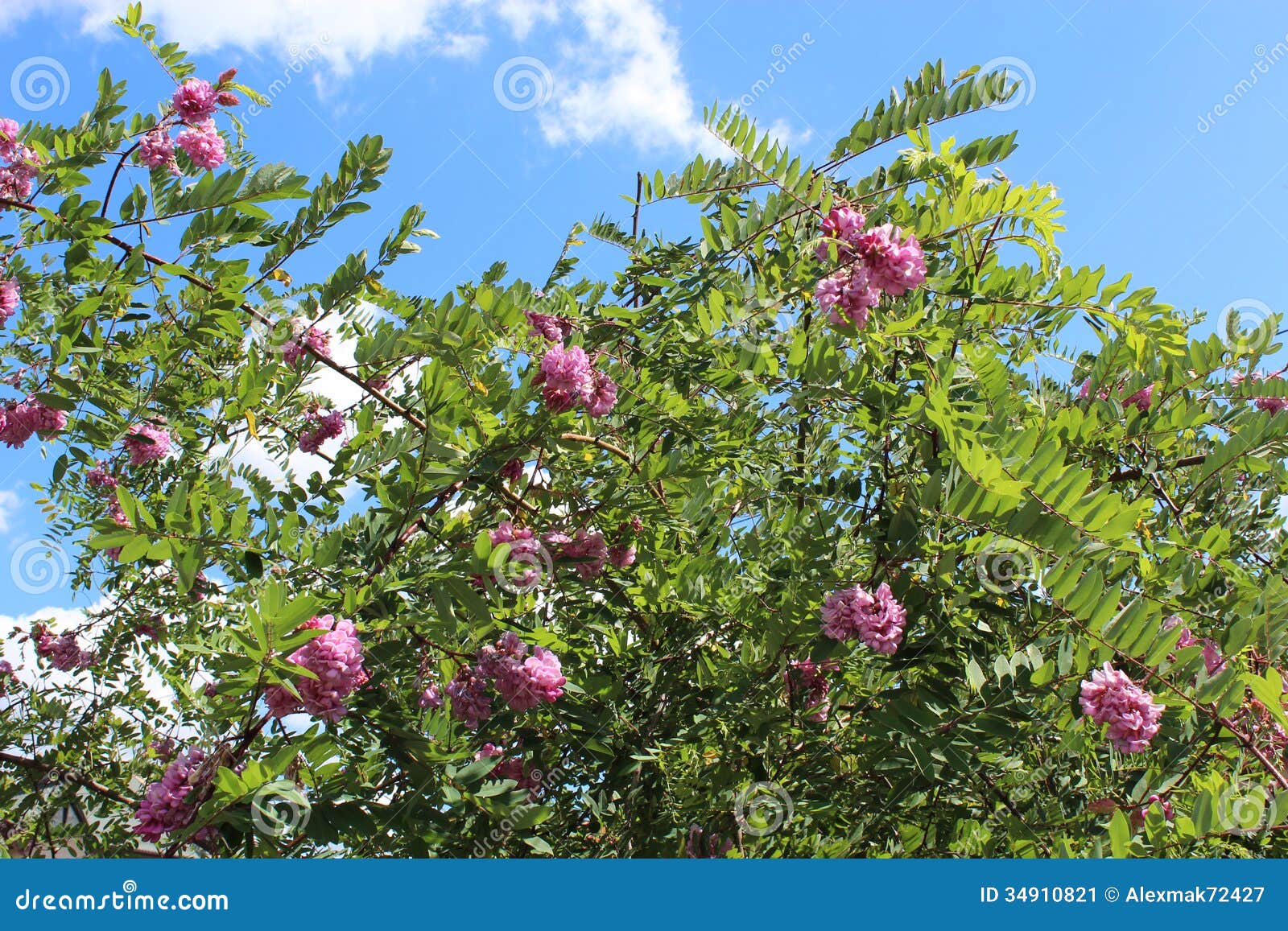 Pink Flowers of Blossoming Acacia Stock Image - Image of flora, landing ...