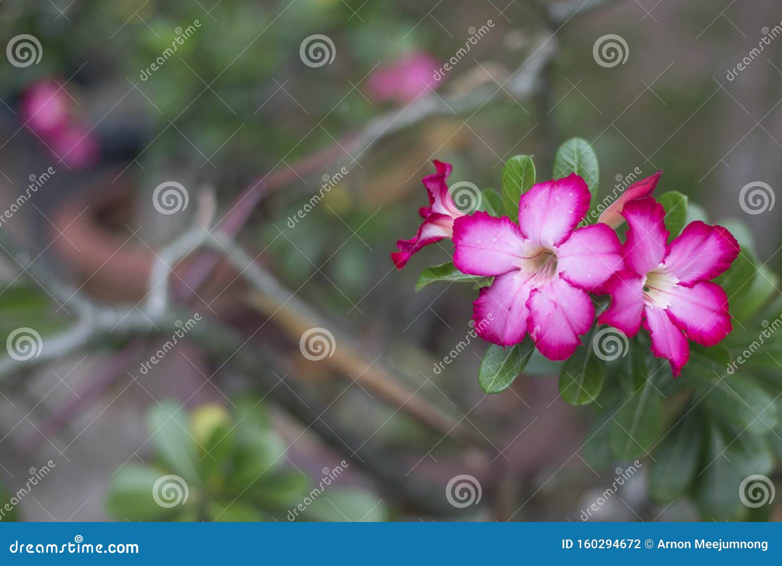 Pink Flowers Blossoming, Beautiful and Charming Stock Photo - Image of ... Pink Flowers Blossoming, Beautiful and Charming Stock Photo - Image of ...