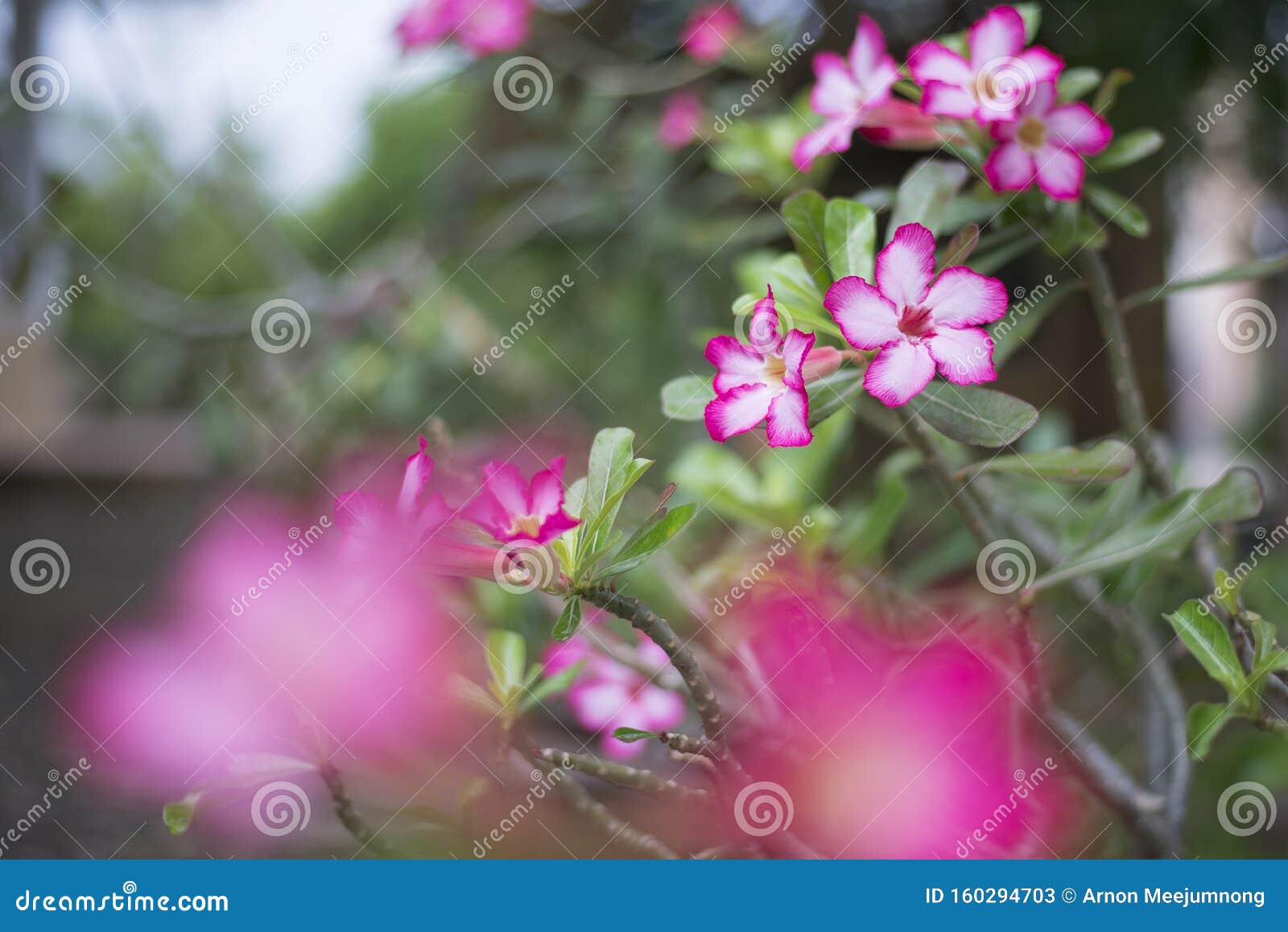 Pink Flowers Blossoming, Beautiful And Charming Stock Image - Image of ... Pink Flowers Blossoming, Beautiful And Charming Stock Image - Image of ...