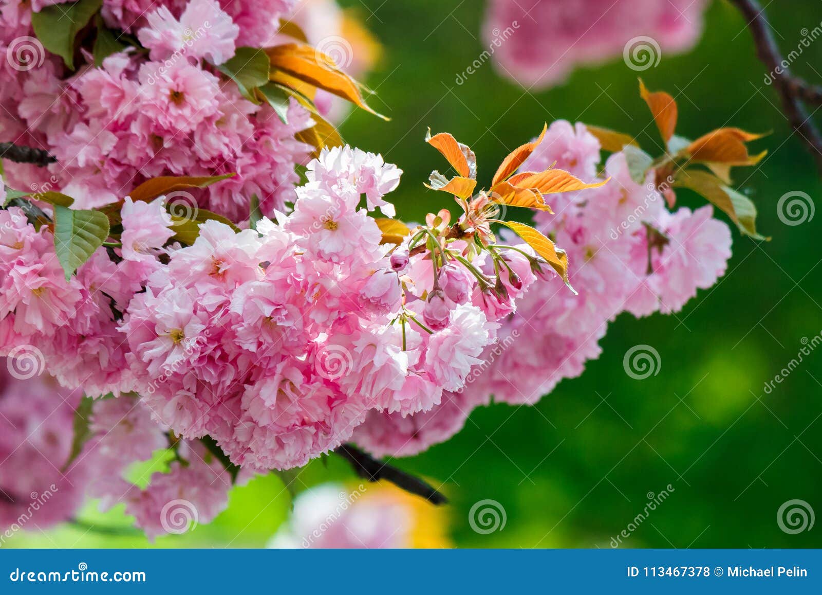 Pink Flowers of Blossoming Cherry on the Branch Stock Photo - Image of ... Pink Flowers of Blossoming Cherry on the Branch Stock Photo - Image of ...