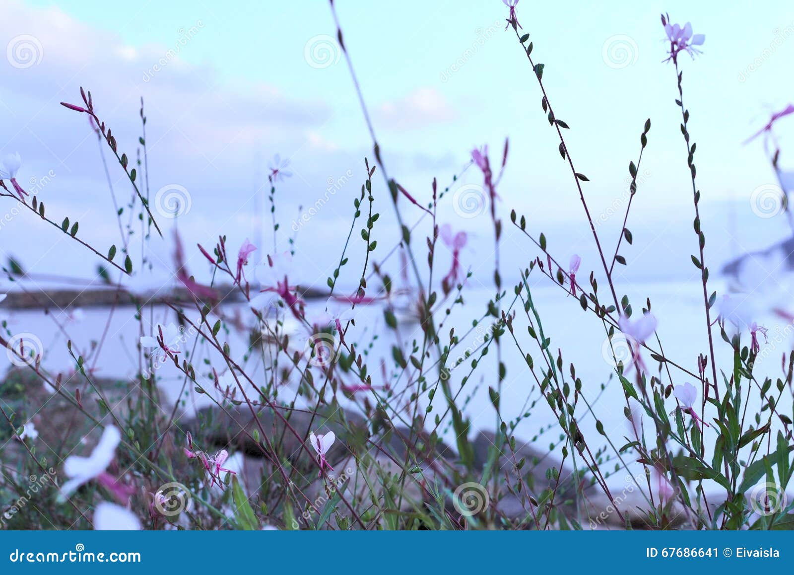 Pink flowers at blue hour stock image. Image of natural - 67686641
