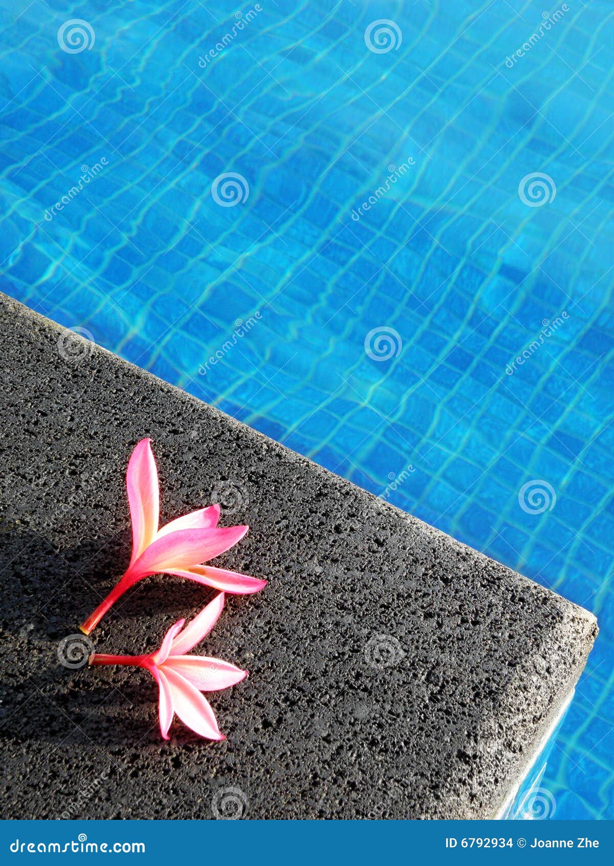 Pink Flowers by Blue Pool, Tropical Resort Hotel Stock Photo - Image of ...