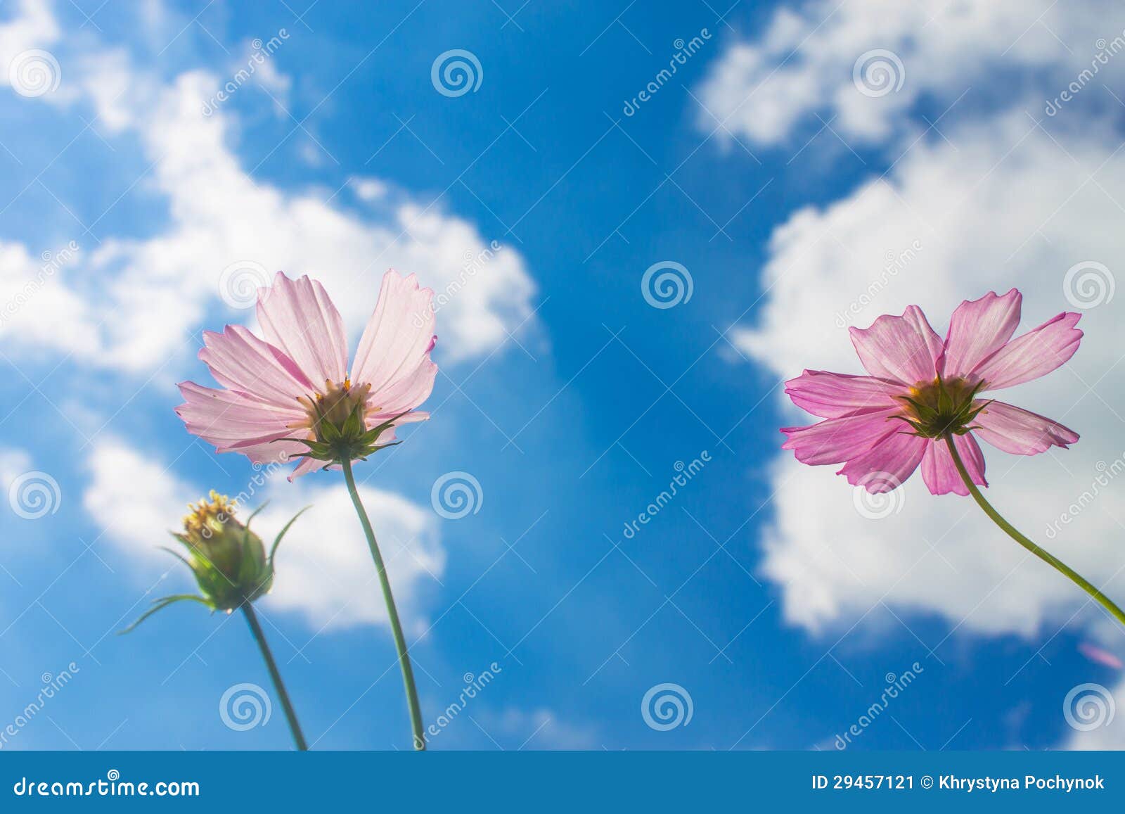 Pink flowers on blue sky stock image. Image of background - 29457121