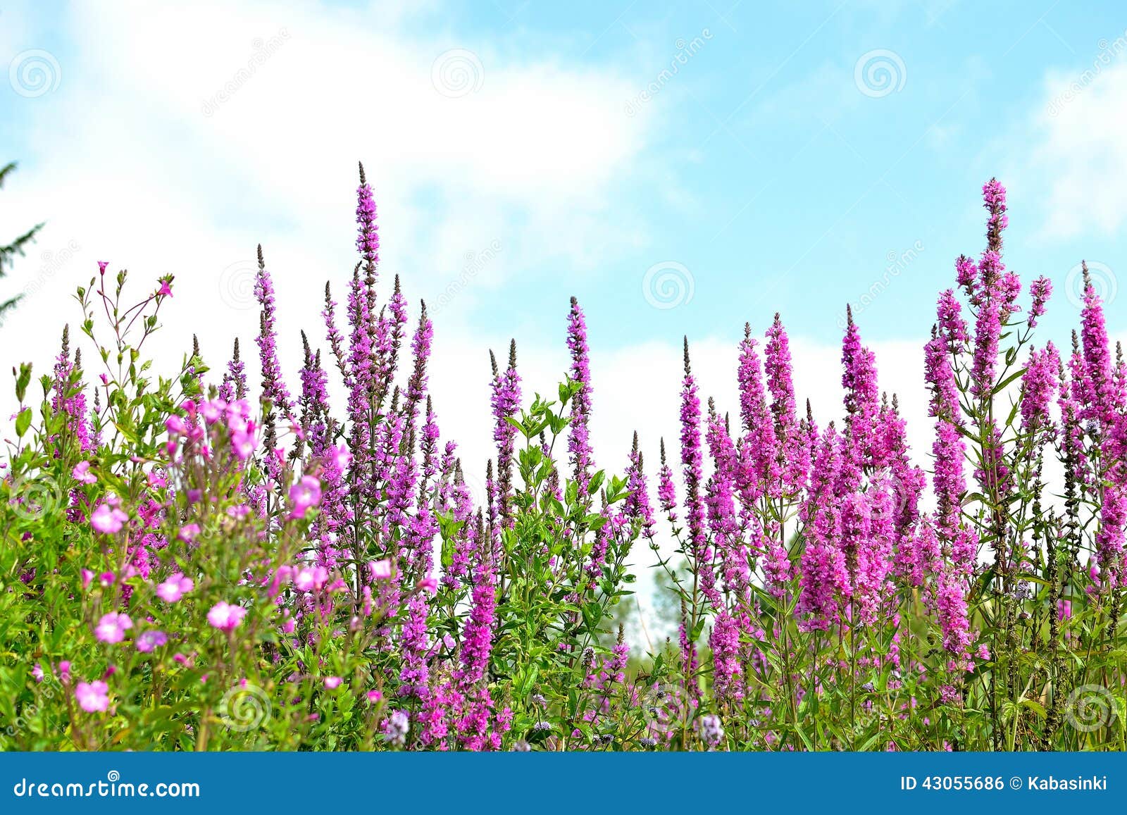 Pink Flowers on Blue Sky Background Stock Photo - Image of colorful ...