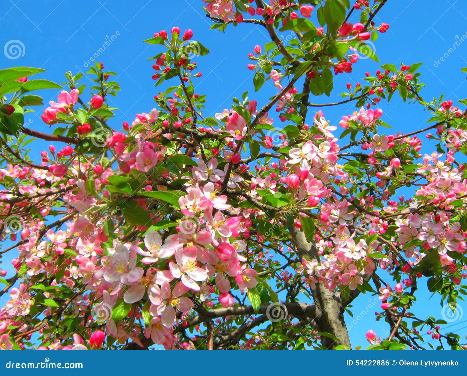 Pink Flowers on Blue Sky Background. Stock Photo - Image of flowers ...