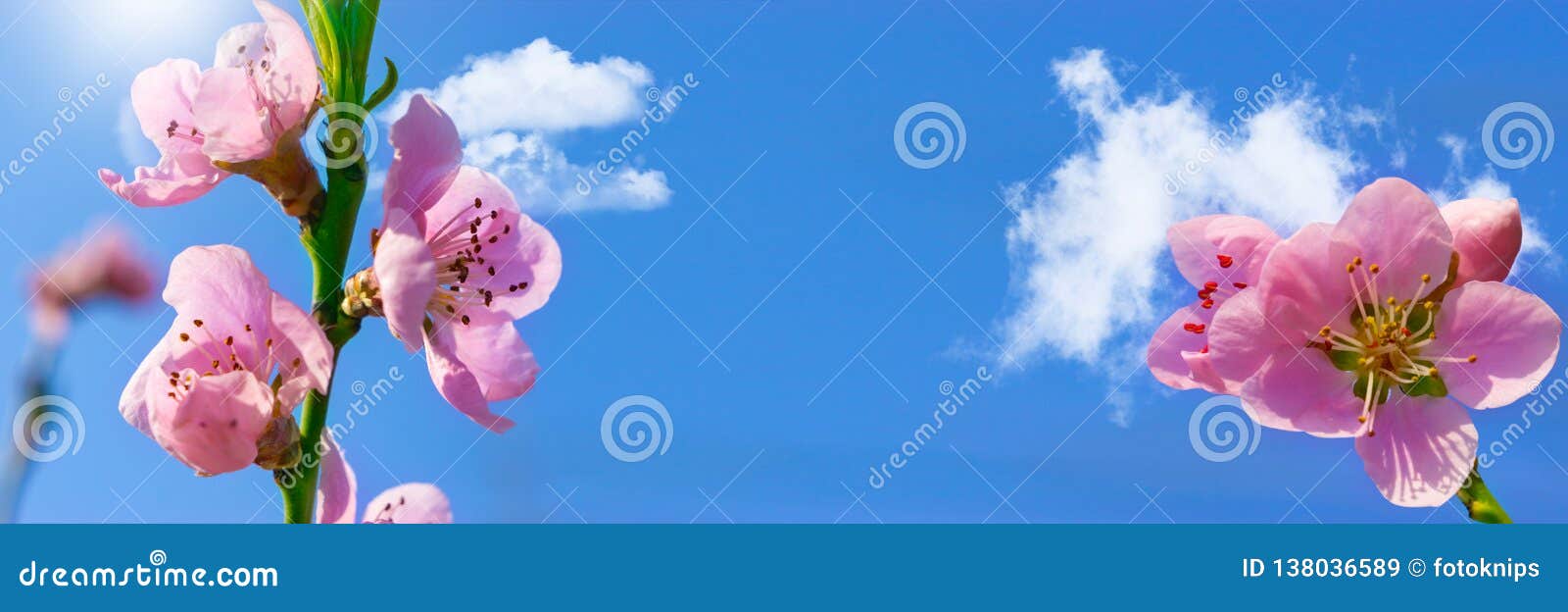 Pink Flowers and Blue Sky in Spring Stock Image - Image of green ...