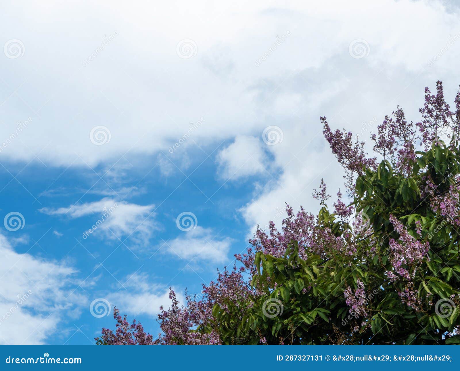 Pink Flowers and Blue Sky Spring Plants Growing in a Beautiful Forest ...