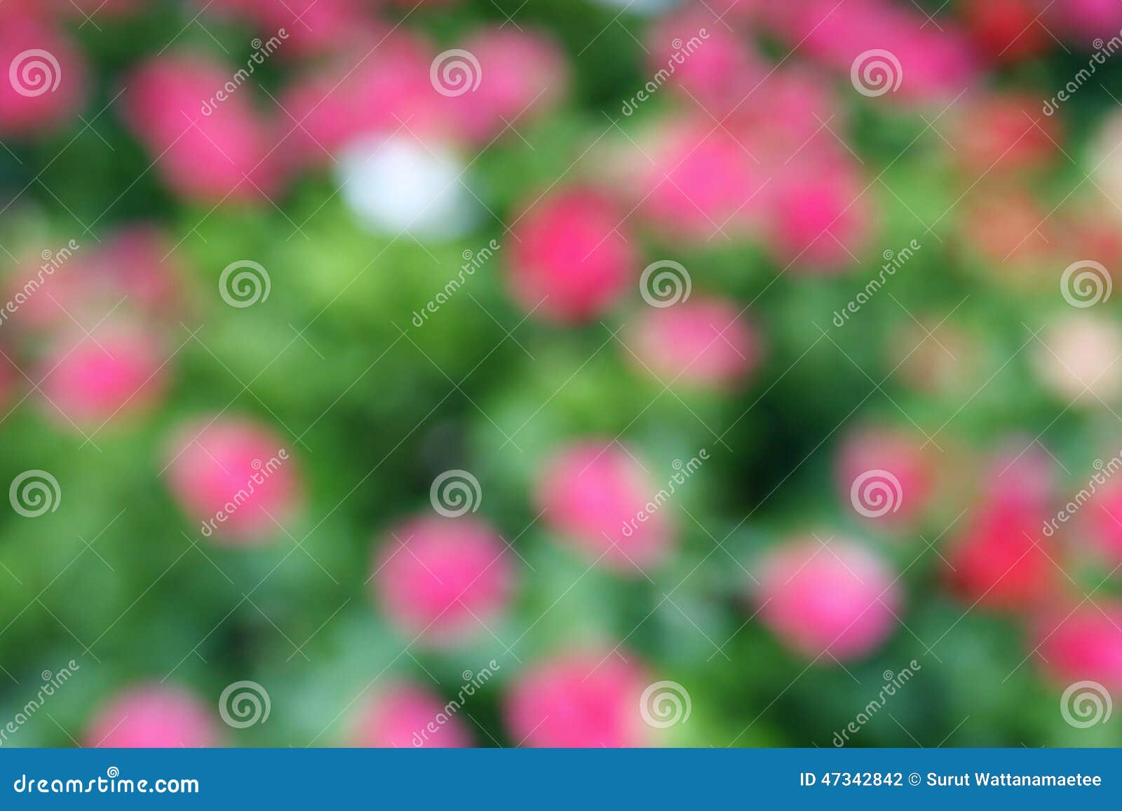 Pink Flowers Blurred Background. Defocused Abstract Back Stock Photo ...