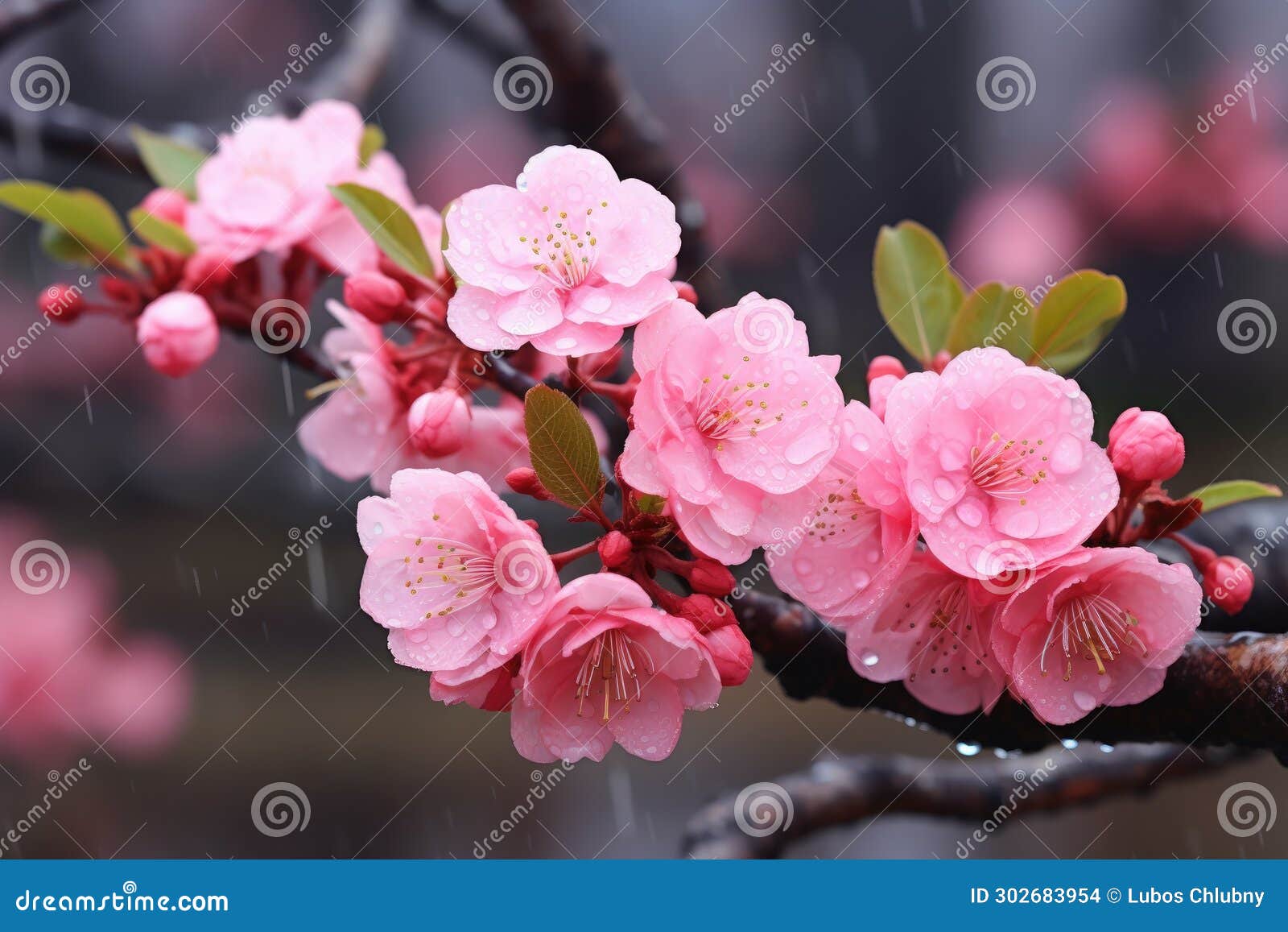 A pink flowers on a branch stock illustration. Illustration of elegance ...