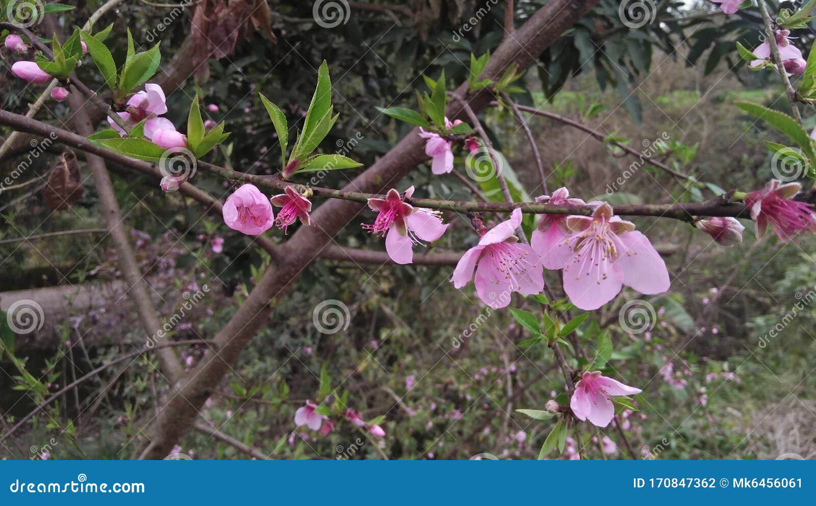 Pink flowers on the branch stock photo. Image of pink - 170847362