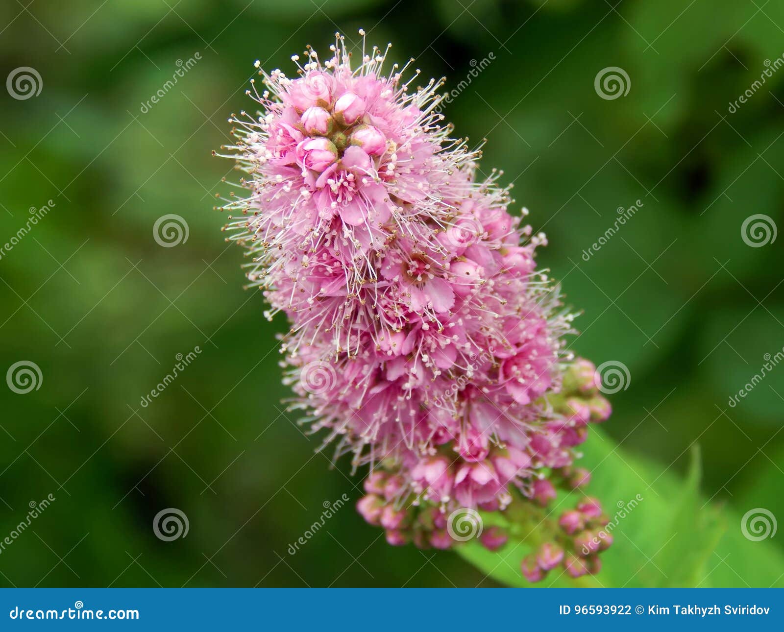 Pink Flowers on a Branch of a Bush Close-up Stock Photo - Image of ...