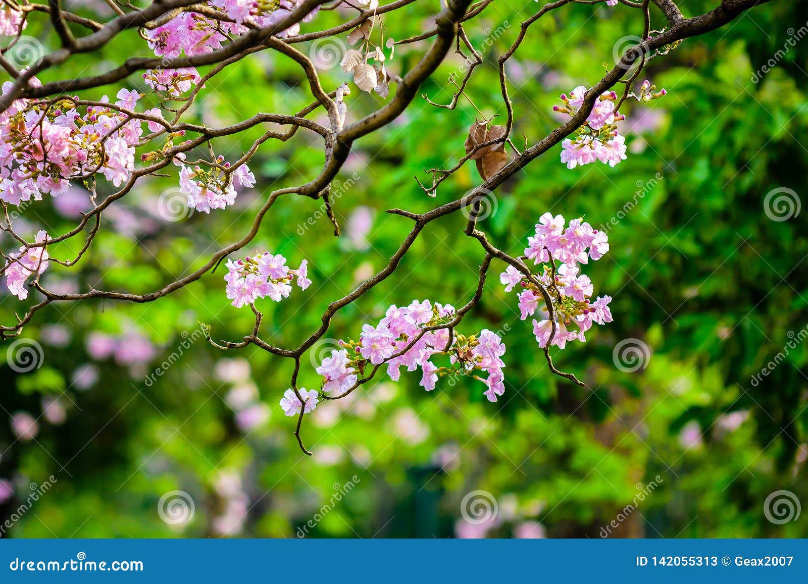 Pink flowers stock image. Image of petal, branch, color - 142055313
