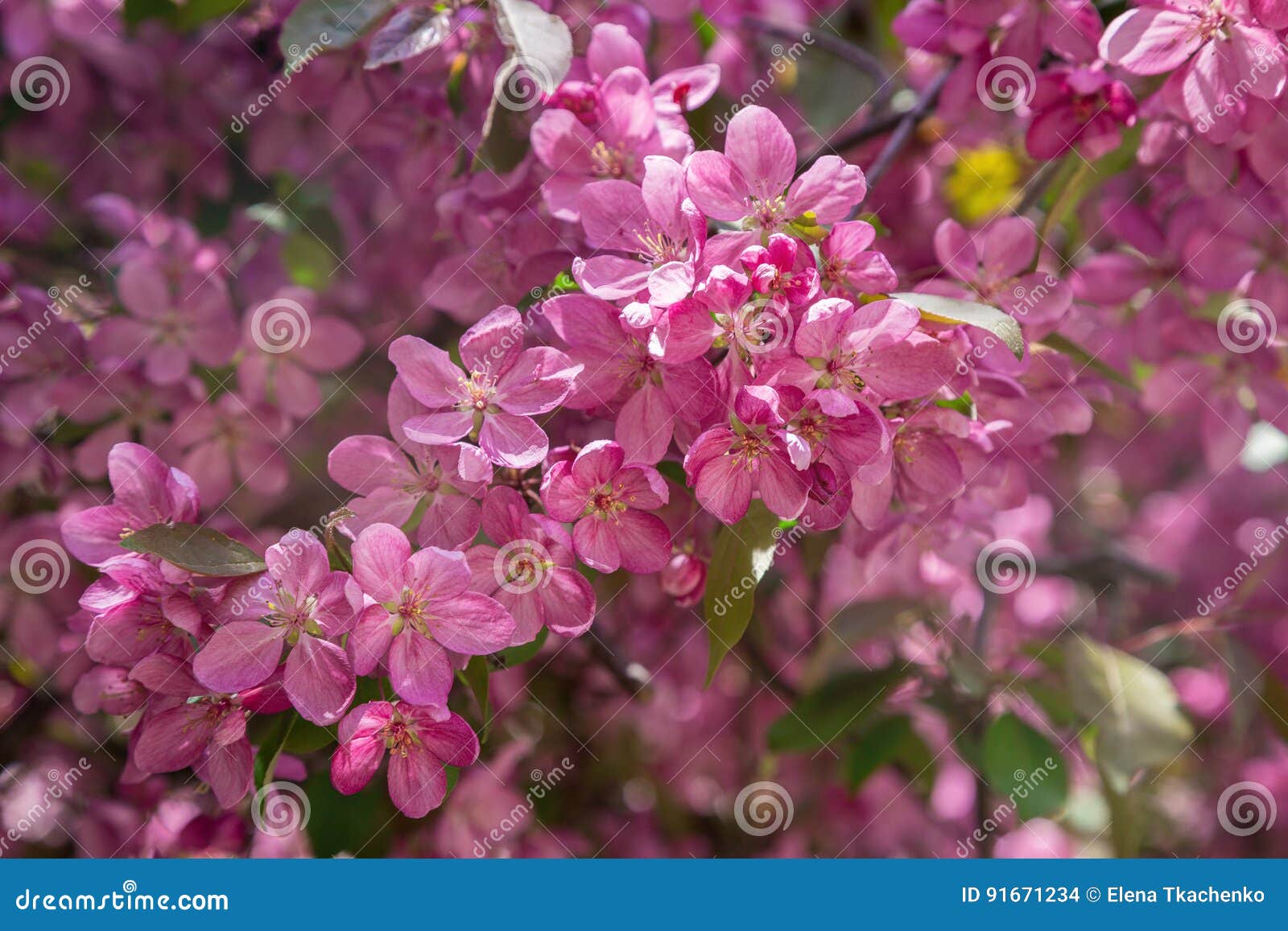 Pink Flowers on the Branches of Fruit Trees Stock Photo - Image of ...