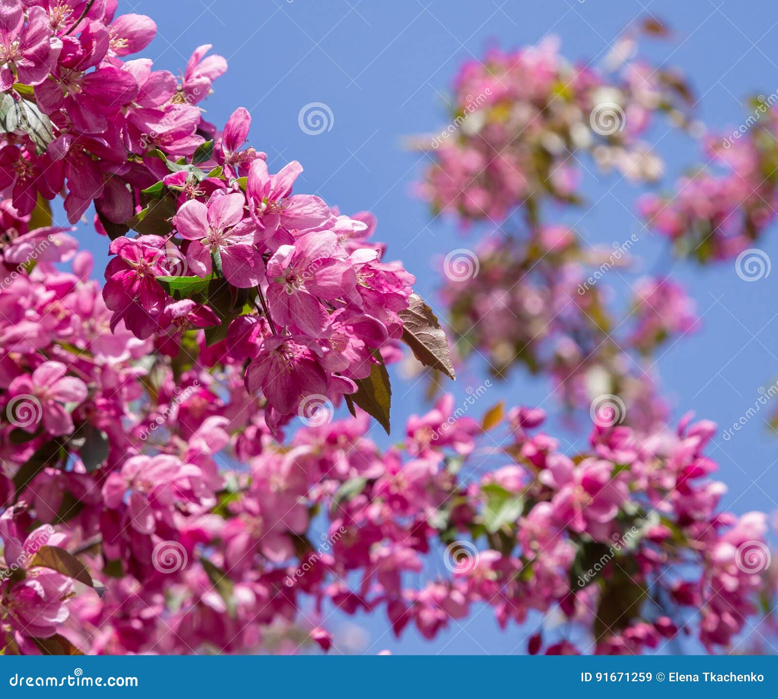 Pink Flowers on the Branches of Fruit Trees Stock Image - Image of ...
