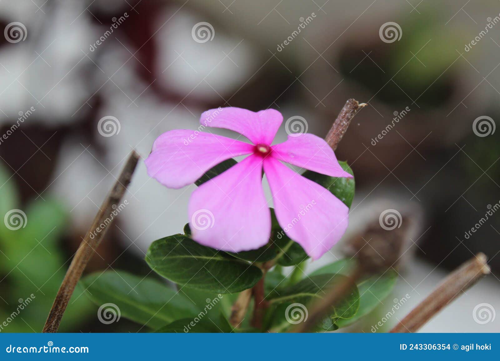 Pink Flowers with Branches Look Amazing Stock Photo - Image of herb ...
