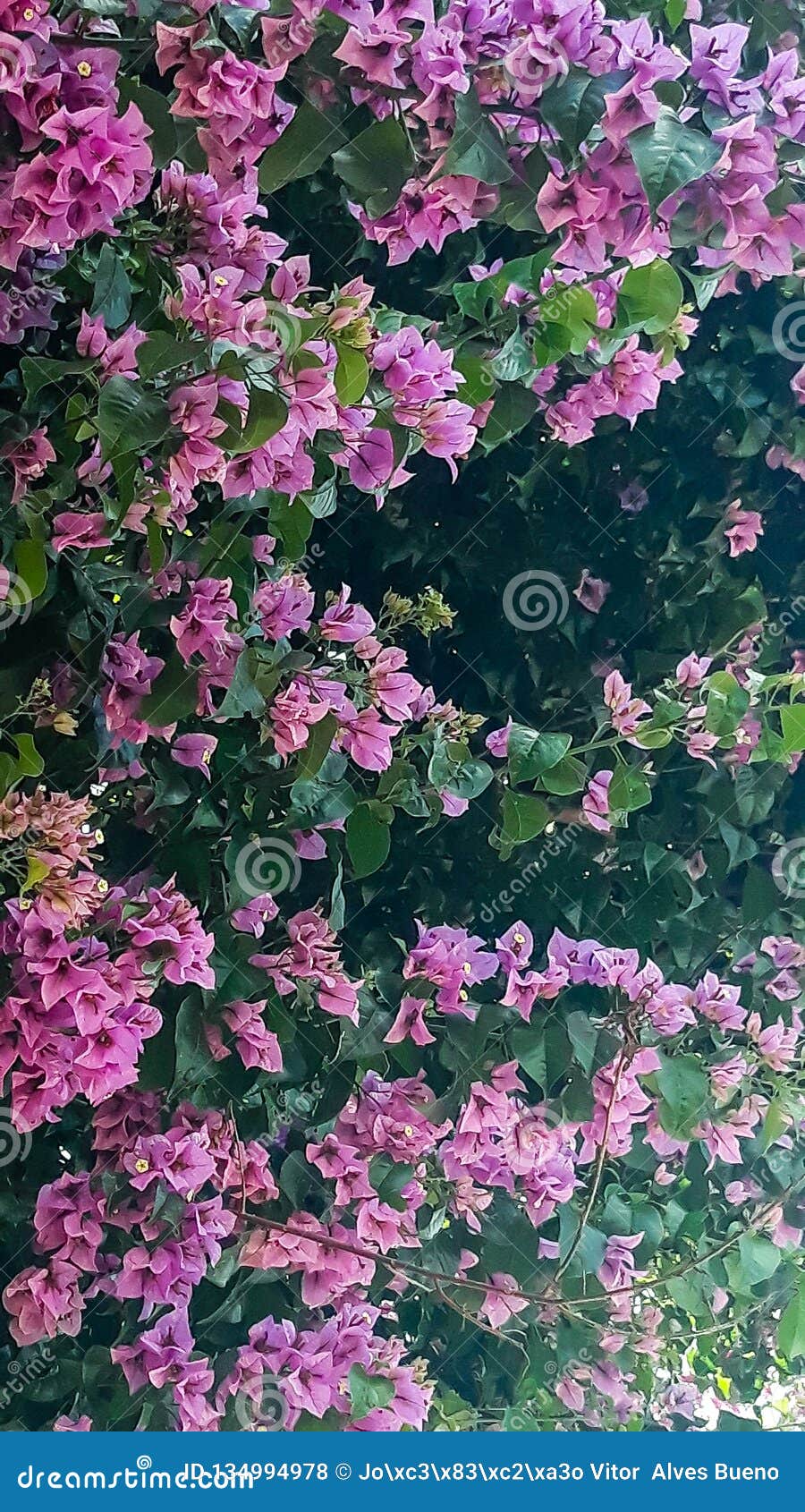 Pink flowers in Brazil stock photo. Image of flowers - 134994978