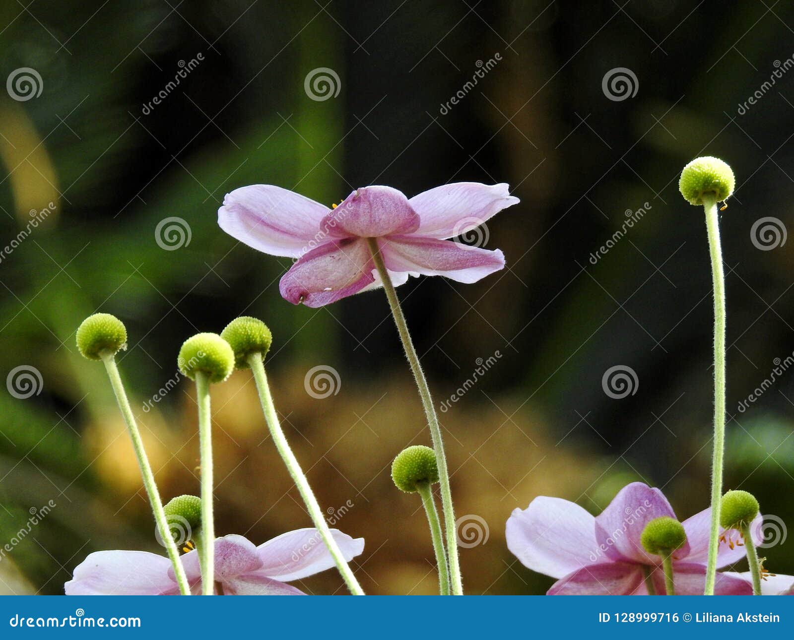 Pink Flowers and Buds in a Spring Day Stock Photo - Image of beautiful ...