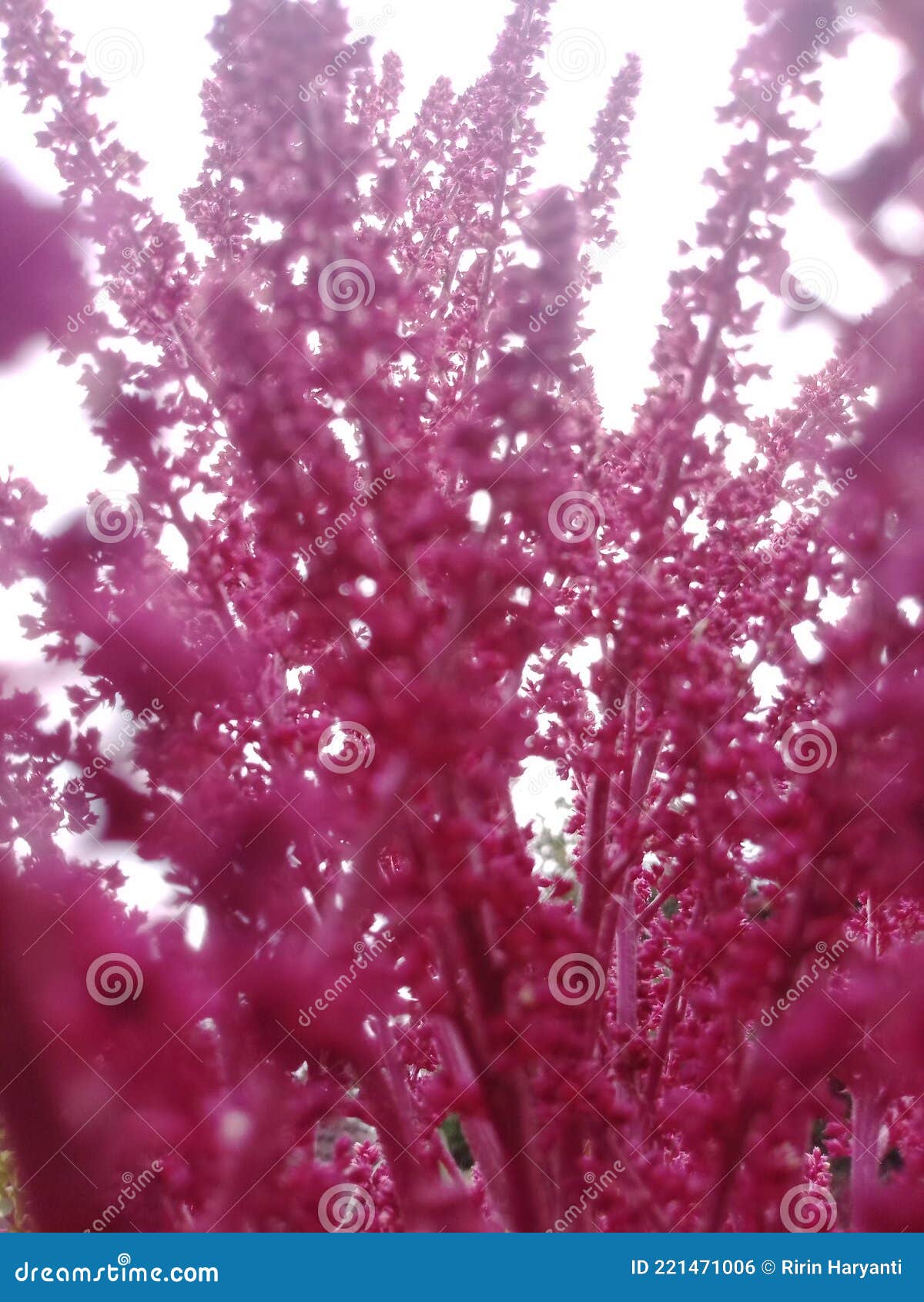 Bunga Bayam Stock Photos - Free & Royalty-Free Stock Photos from Dreamstime