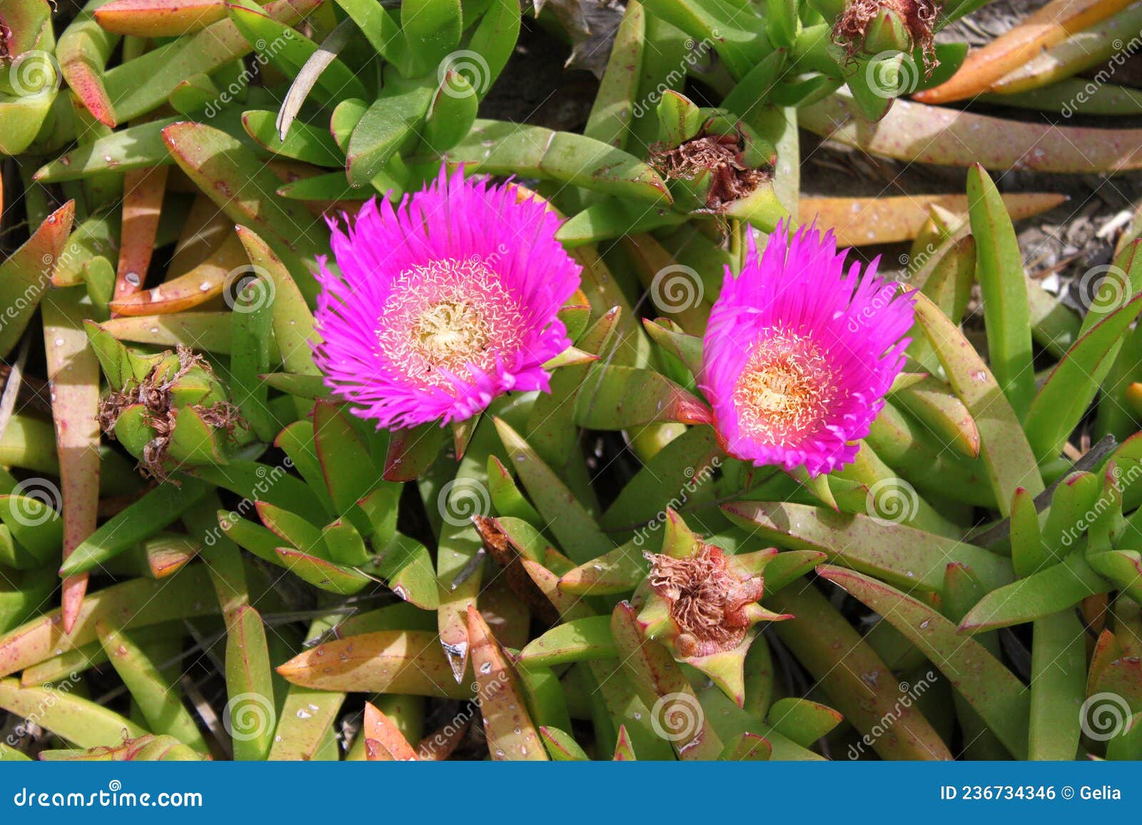 Pink Flowers of Carpobrotus Modestus. Close Up Stock Photo - Image of ...