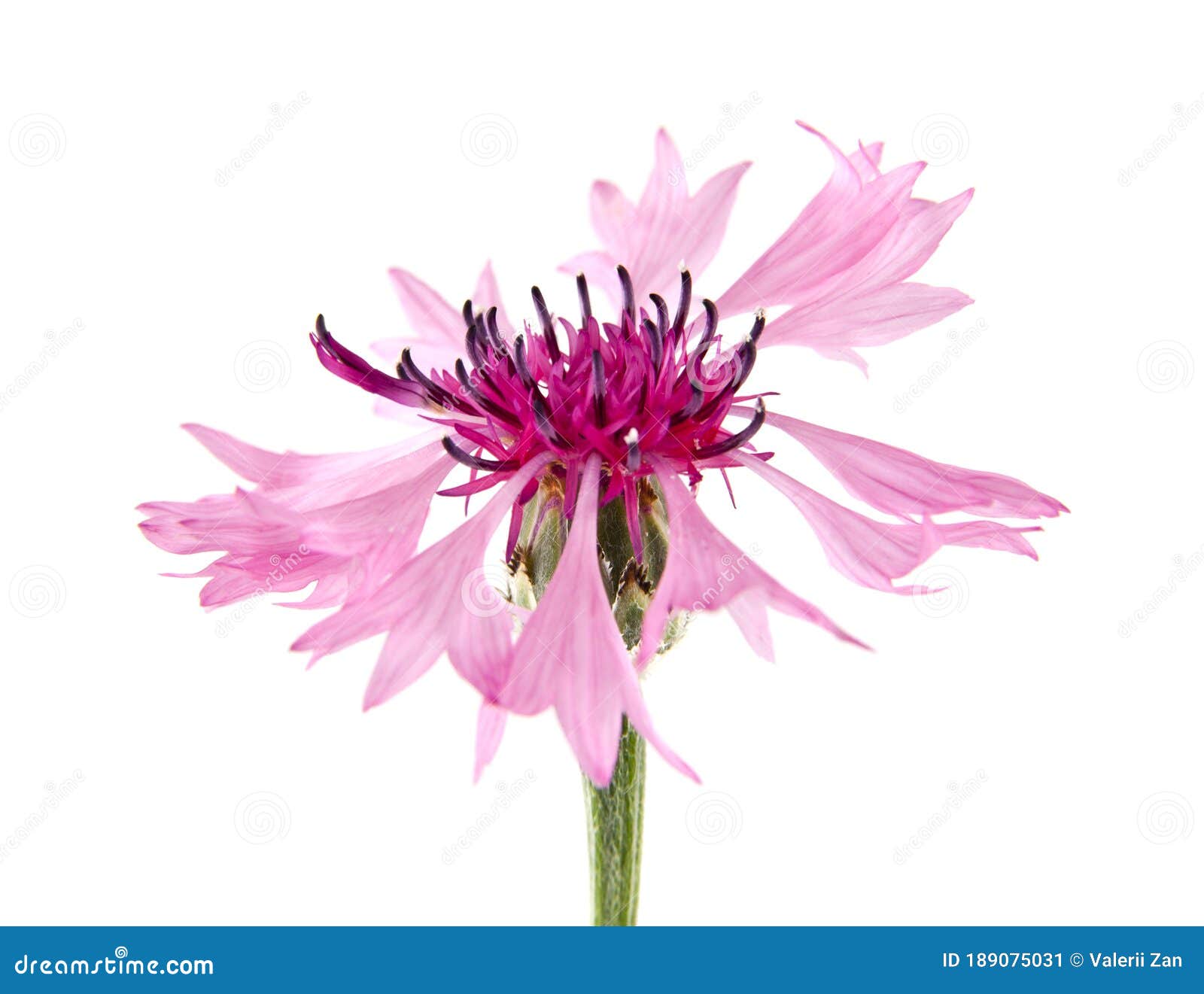 Pink Flowers of Centaurea Isolated on White Background Stock Image ...