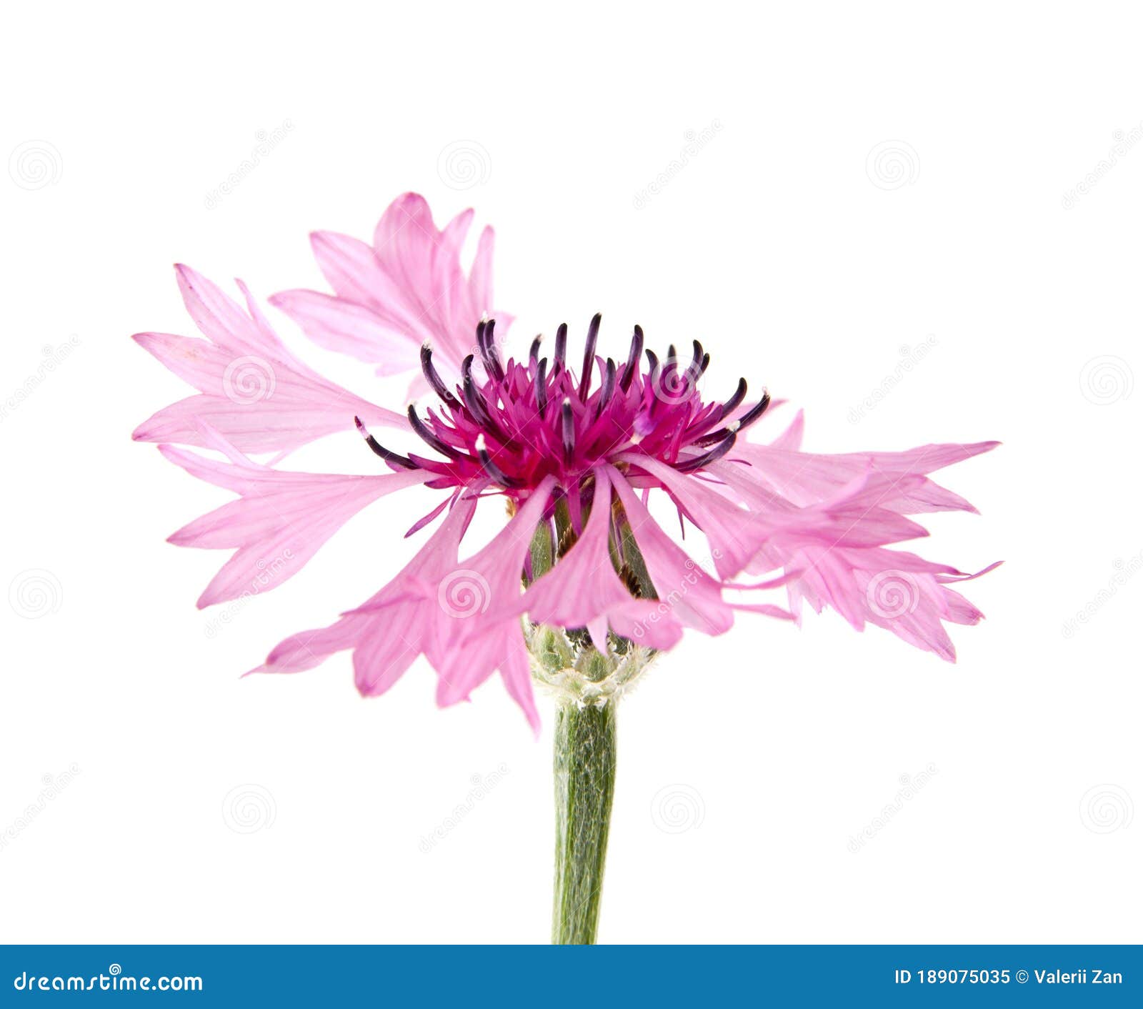 Pink Flowers of Centaurea Isolated on White Background Stock Image ...