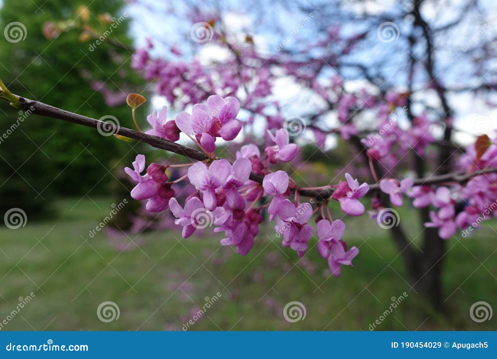 Pink Flowers of Cercis Canadensis Stock Image - Image of cercis, growth ...