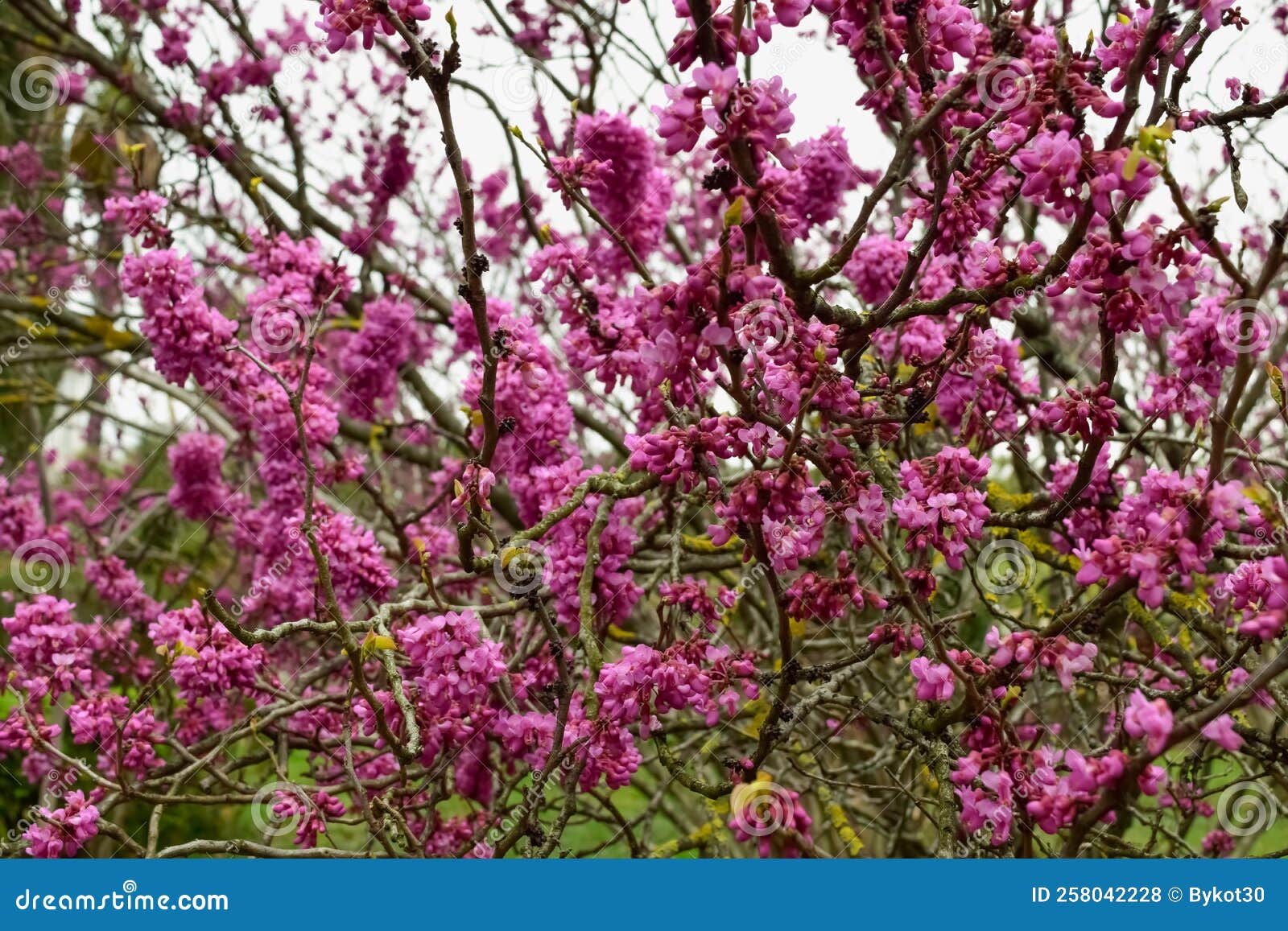 Pink Flowers Cercis Siliquastrum in the Park. Stock Photo - Image of ...