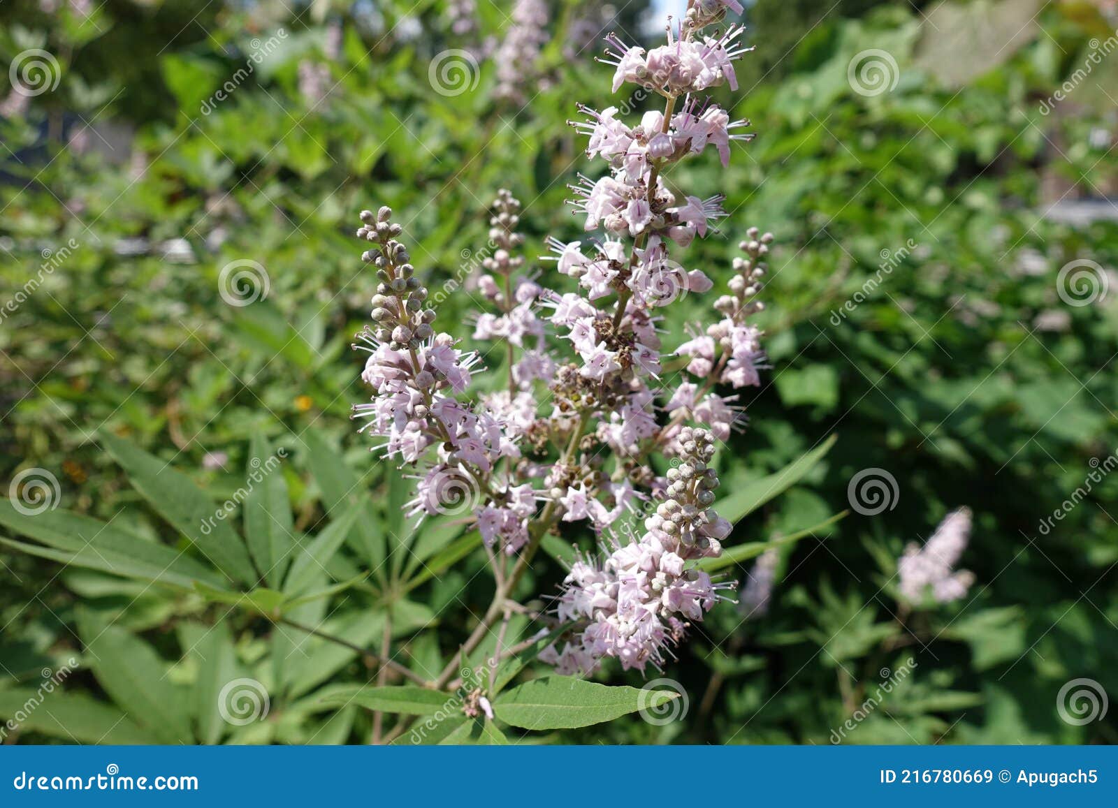 Pink Flowers of Chaste Tree in July Stock Image - Image of medicinal ...
