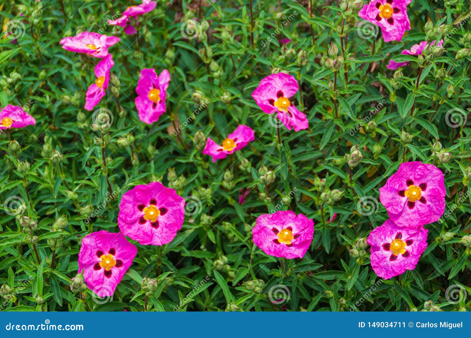 Cistus Crispus Curled Leaved Rock Rose Plant With Deep Purple Pink ...