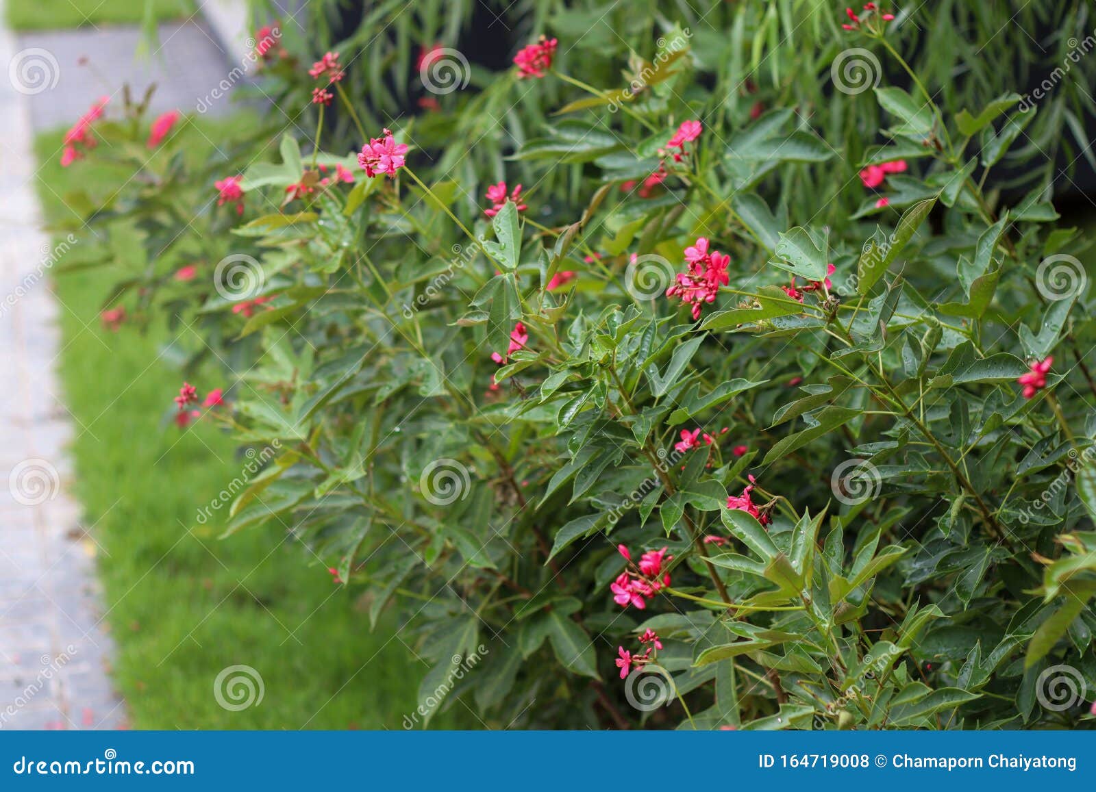 Pink Flowers in the Clump of Grass Stock Photo - Image of flowers, pink ...