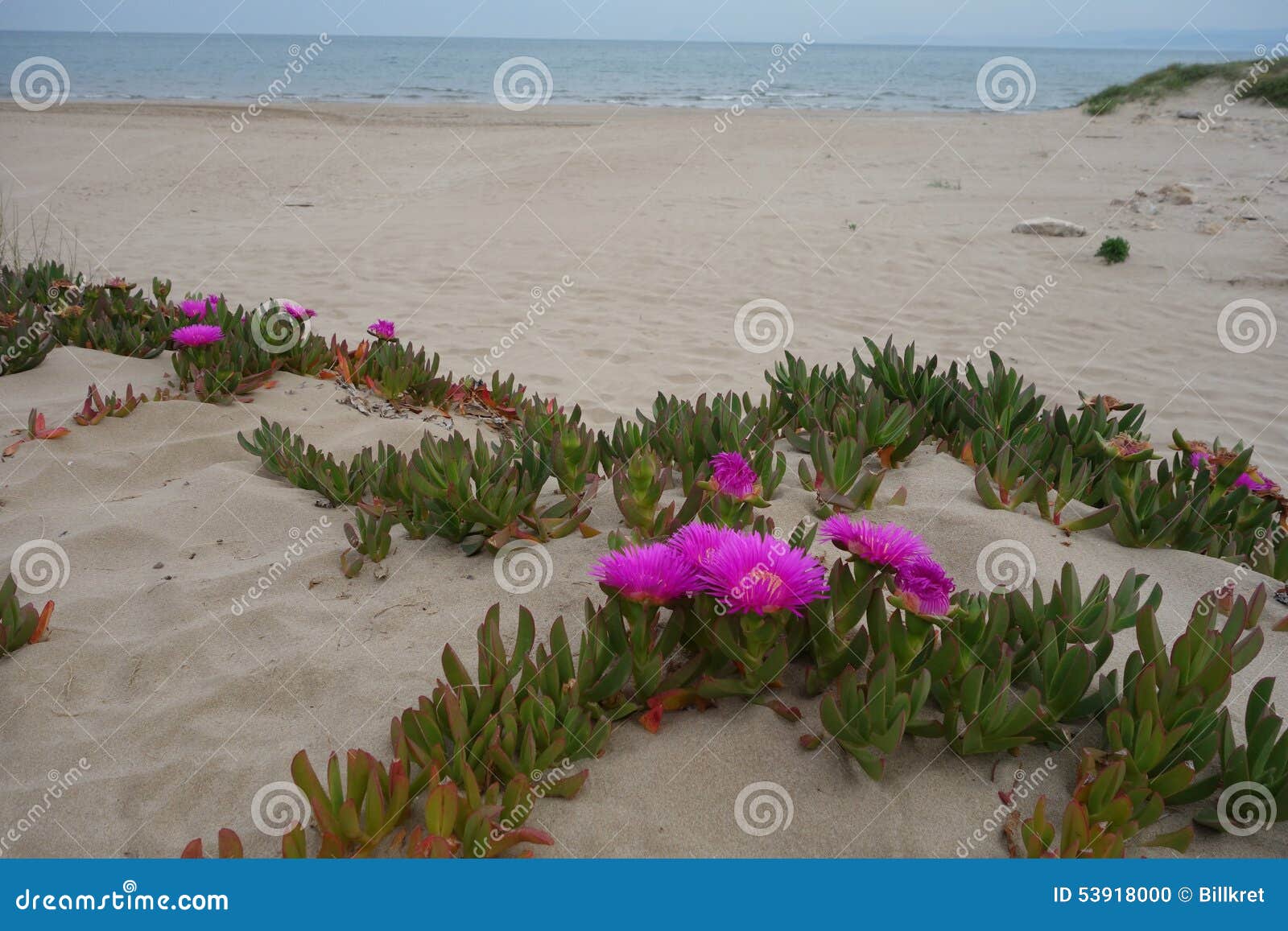 Pink flowers stock photo. Image of flowers, flower, colourful - 53918000