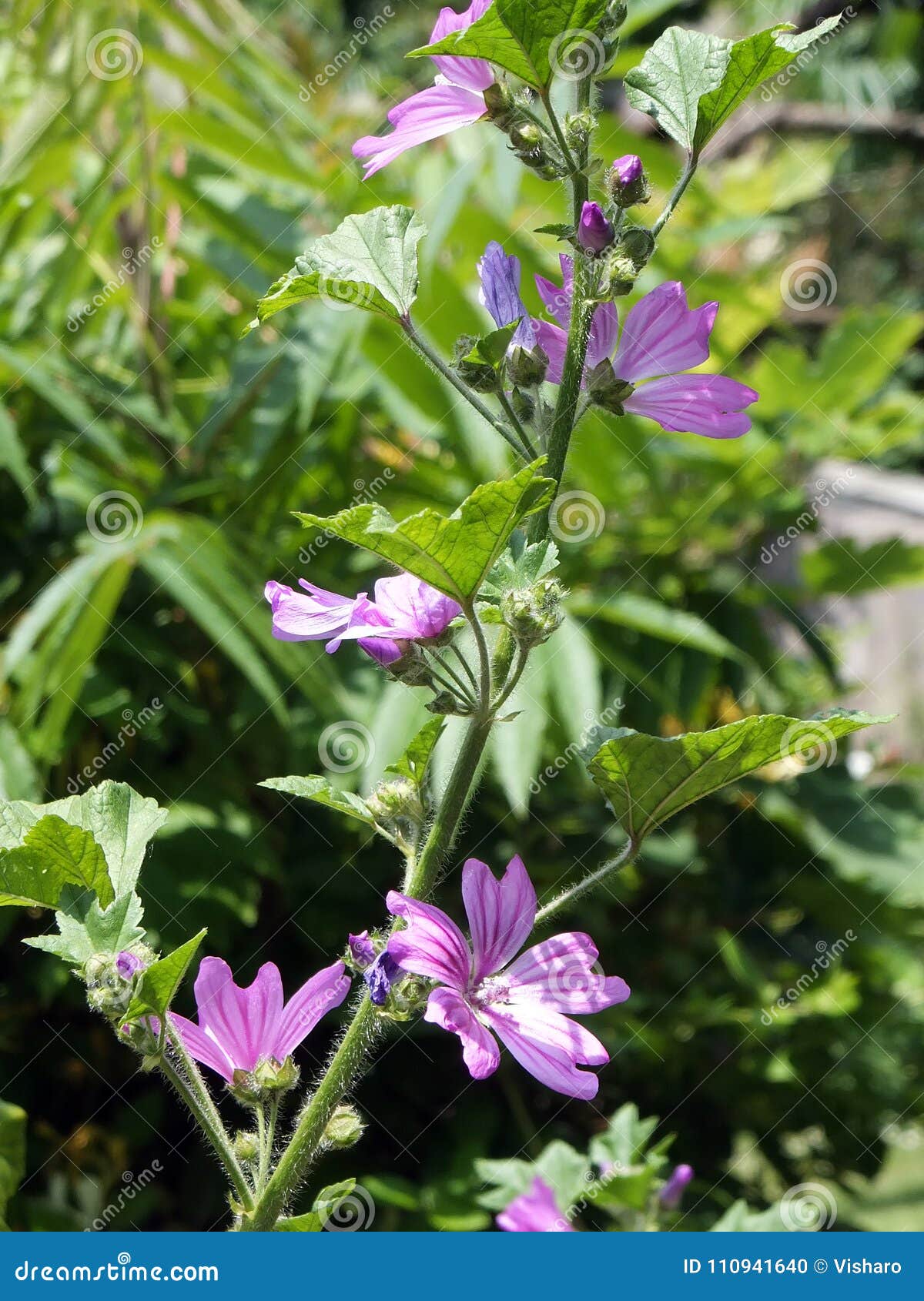 Common Mallow Flower stock photo. Image of malva, color - 110941640