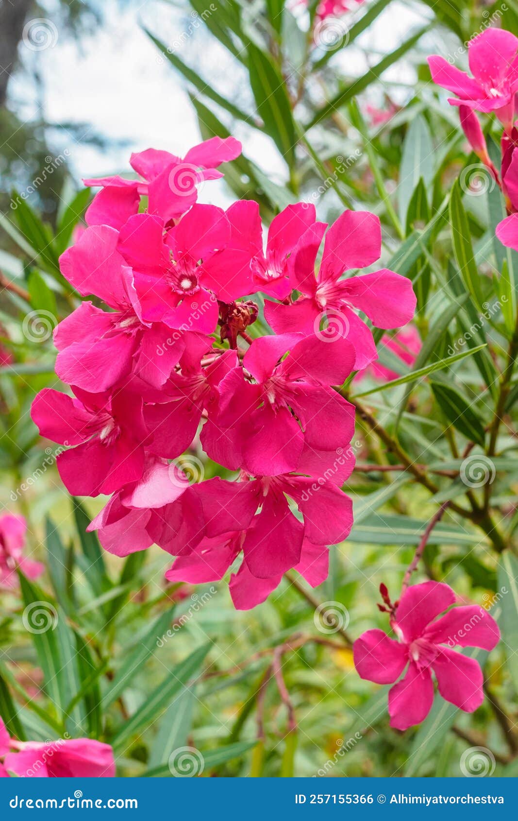 Pink Flowers of Common Oleander on a Branch Stock Photo - Image of ...