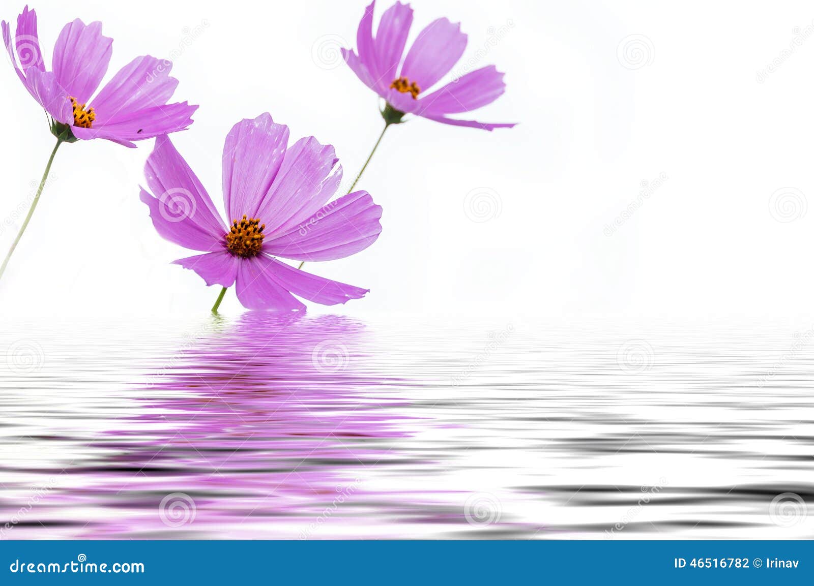 Pink Flowers Cosmos Water Reflection Stock Photo - Image of decoration ...