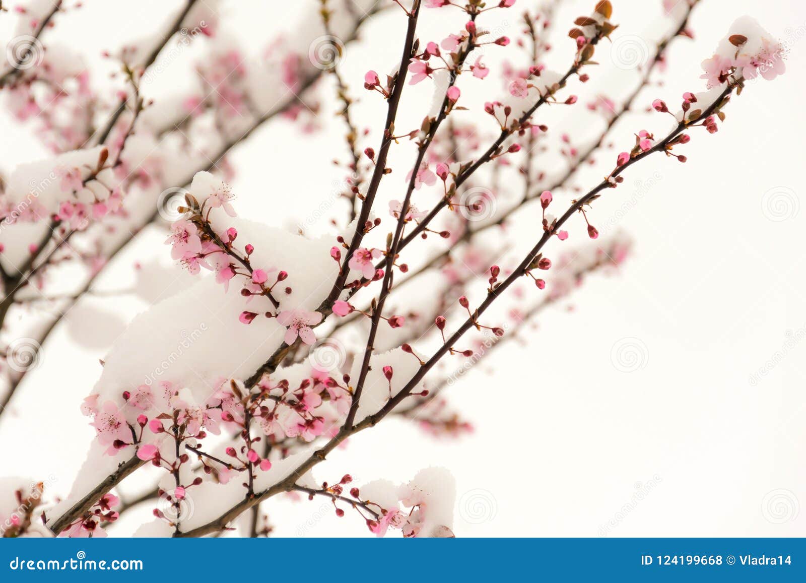 Pink Flowers Covered with Snow. Winter in the Spring Stock Photo ...